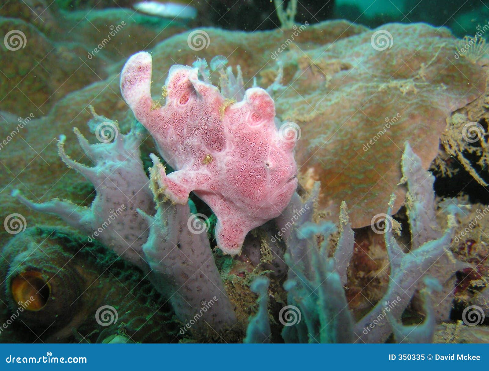 Frog Fish stock image. Image of timor, ocean, holiday, dive - 350335
