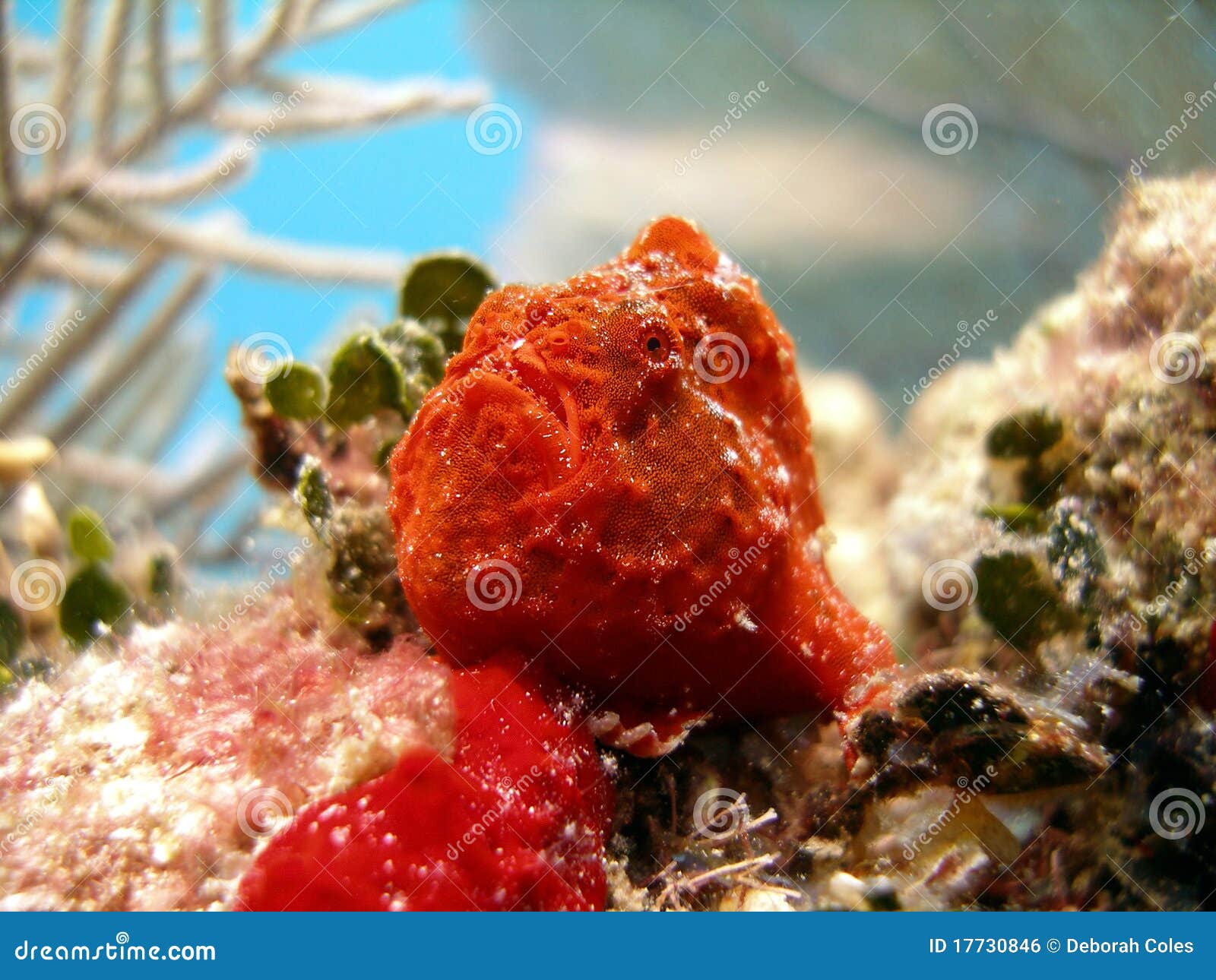 Frog-fish Or Anglerfish Royalty-Free Stock Photo | CartoonDealer.com ...