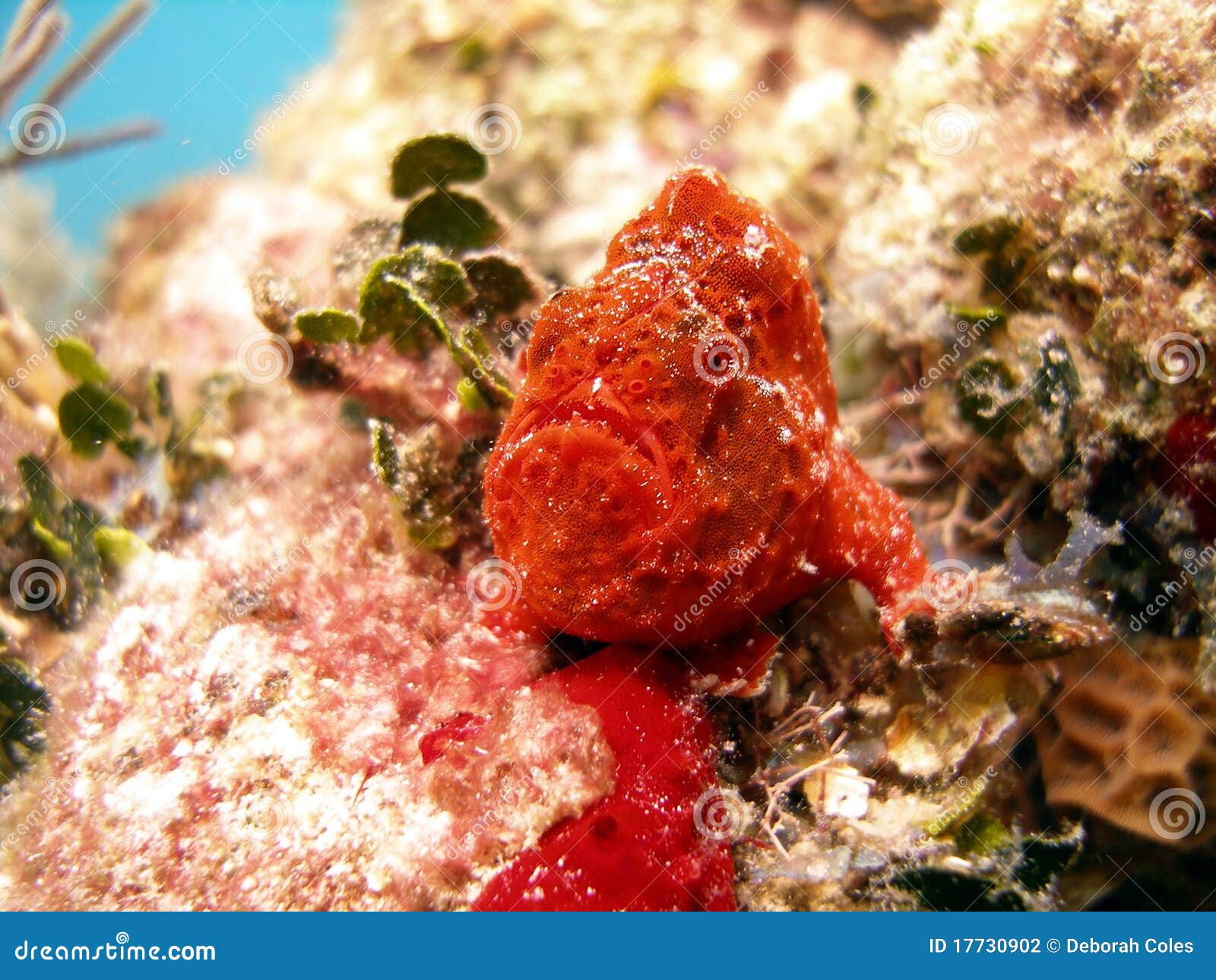 Frog Fish or Angler Fish stock photo. Image of ocean - 17730902