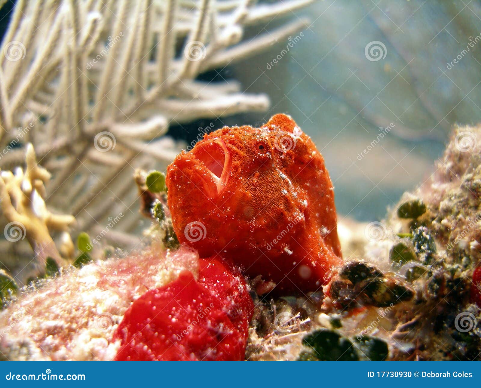 Frog-fish Or Anglerfish Royalty-Free Stock Photo | CartoonDealer.com ...