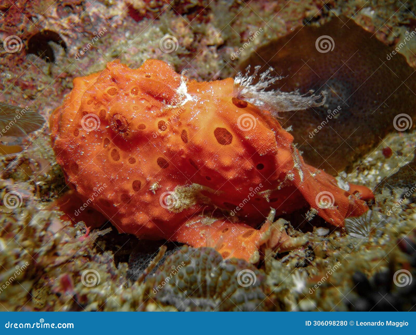 Frog fish stock photo. Image of philippine, oceanlife - 306098280