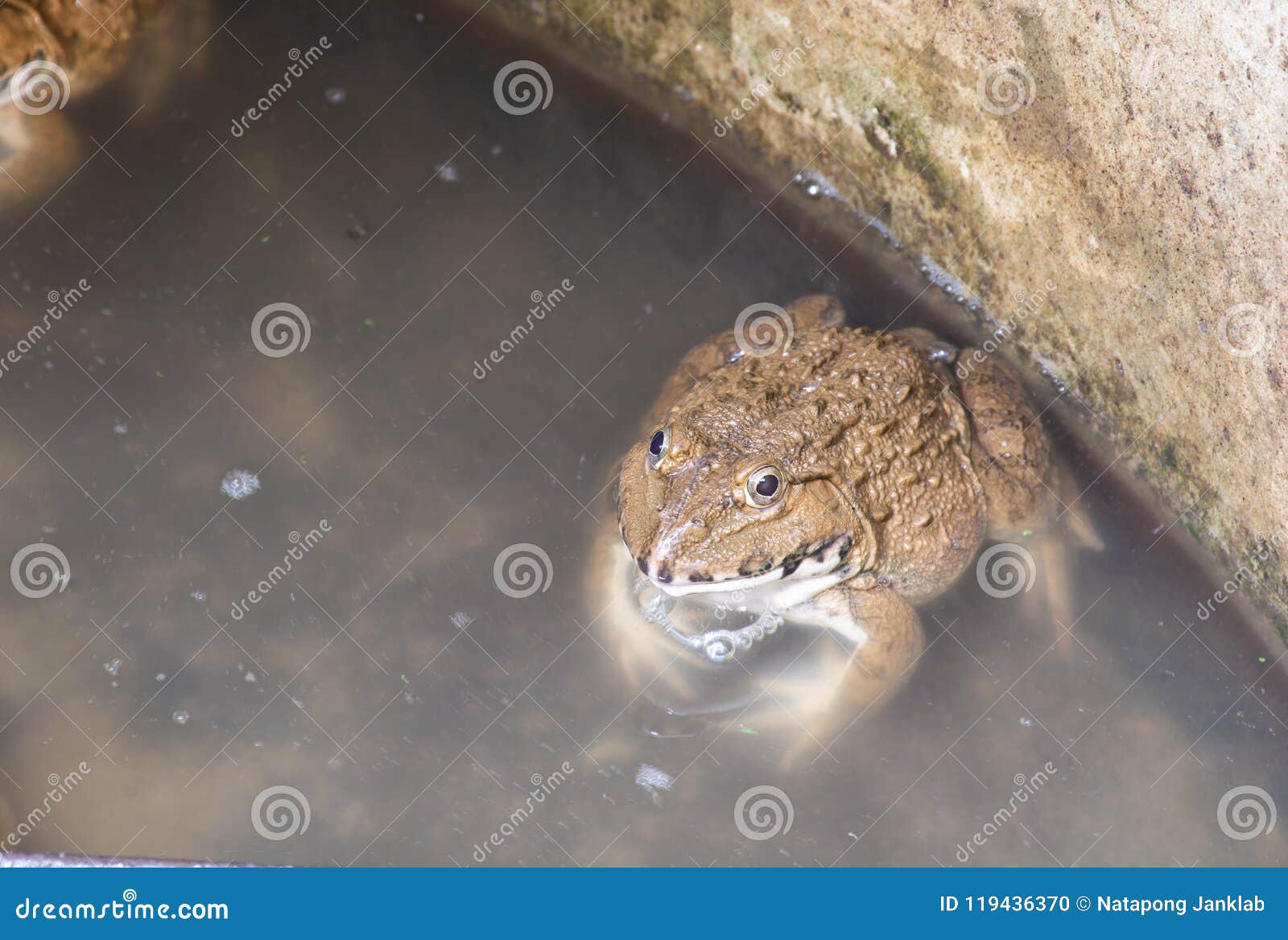 Frog in fish pond stock photo. Image of amphibian, frogs - 119436370