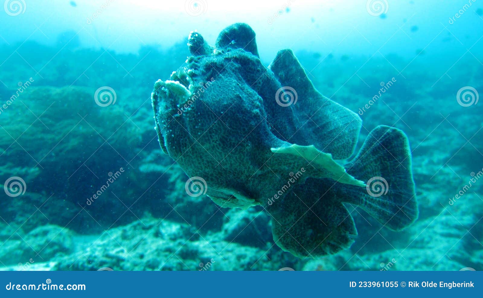 Frog Fish Swimming in the Ocean Stock Image - Image of barracuda ...