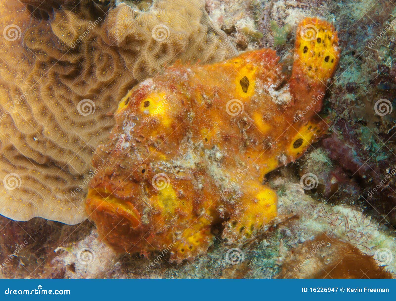 Frog-fish Or Anglerfish Royalty-Free Stock Photo | CartoonDealer.com ...