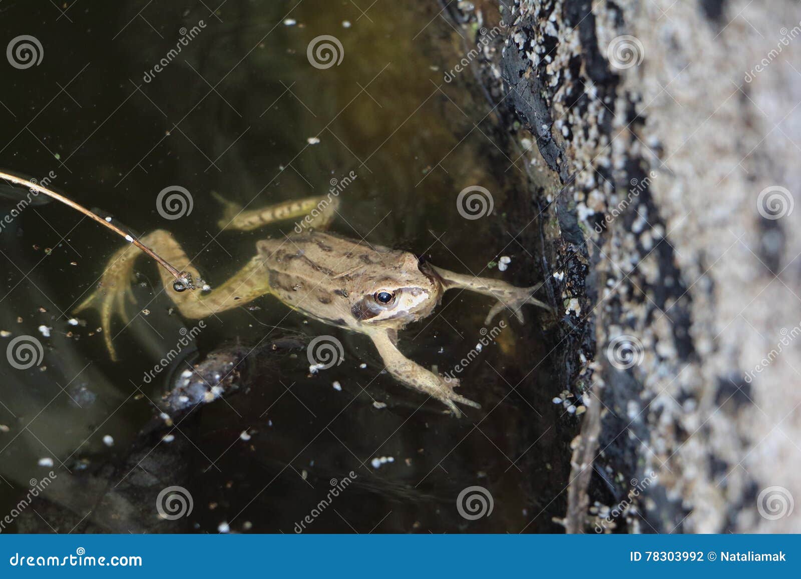 The Frog Floating in a Muddy Pond Stock Photo - Image of nature, pond ...