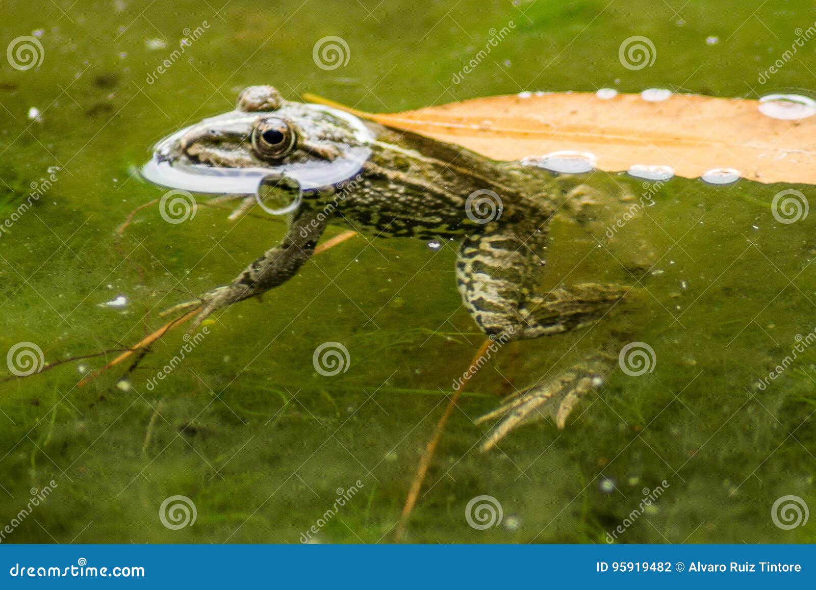 Frog stock photo. Image of adult, bank, water, toad, floating - 95919482