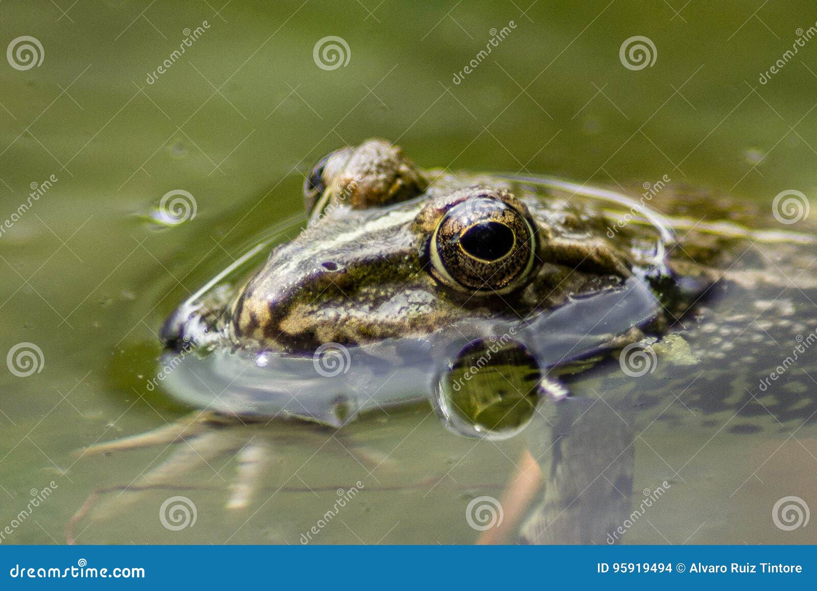 Frog stock photo. Image of toad, ranidae, reptile, nature - 95919494