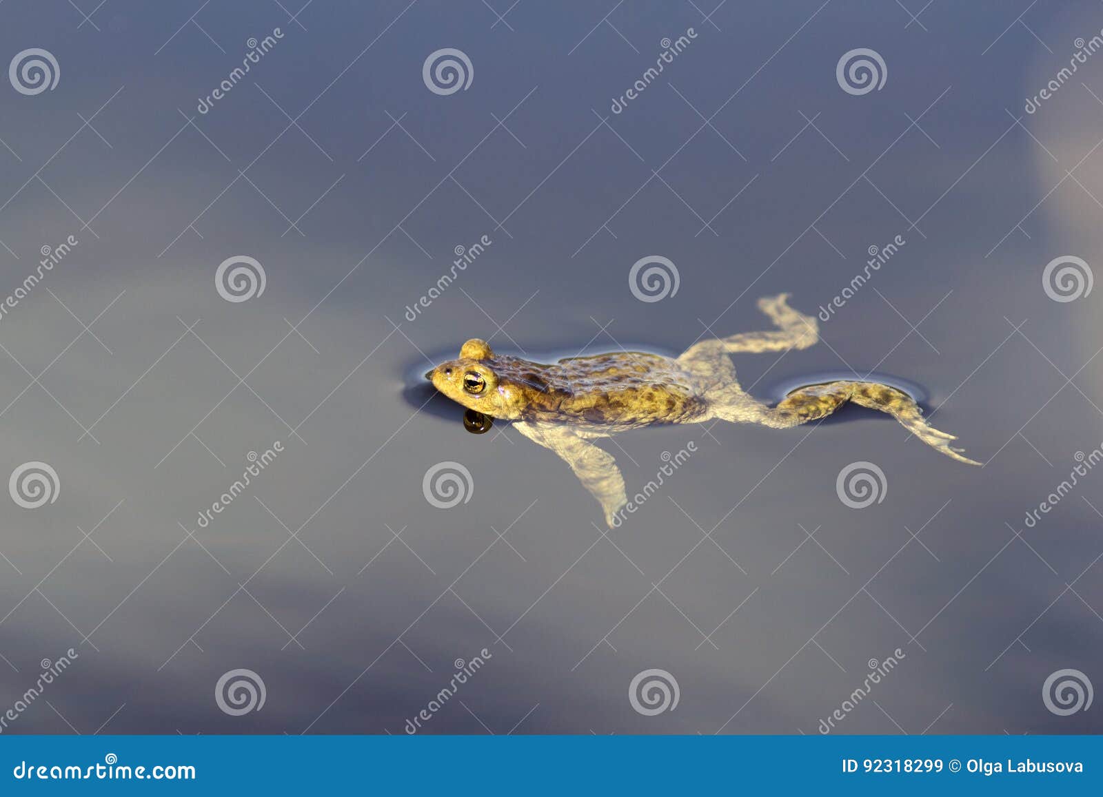 The Frog Floats on the Surface of the Pond Stock Image - Image of brown ...