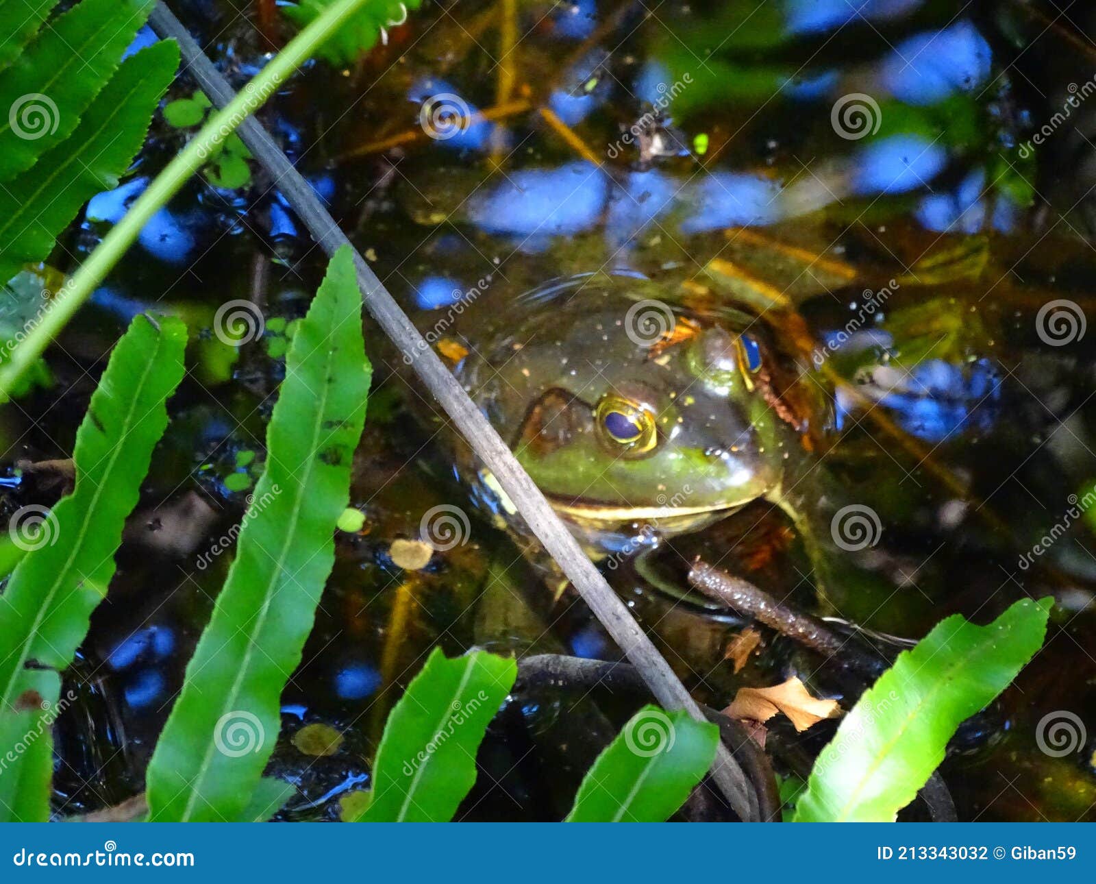 A Florida frog stock photo. Image of brown, bullfrog - 213343032