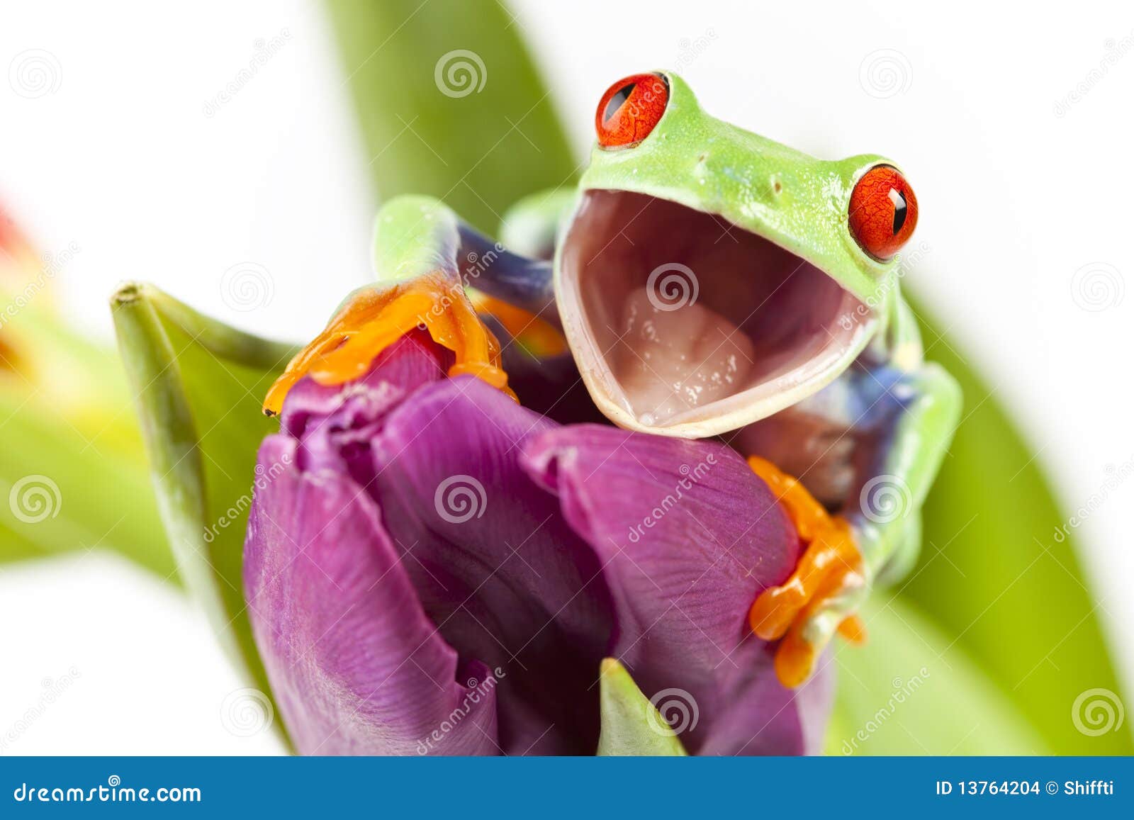 Frog on flower stock photo. Image of tints, eyes, view - 13764204