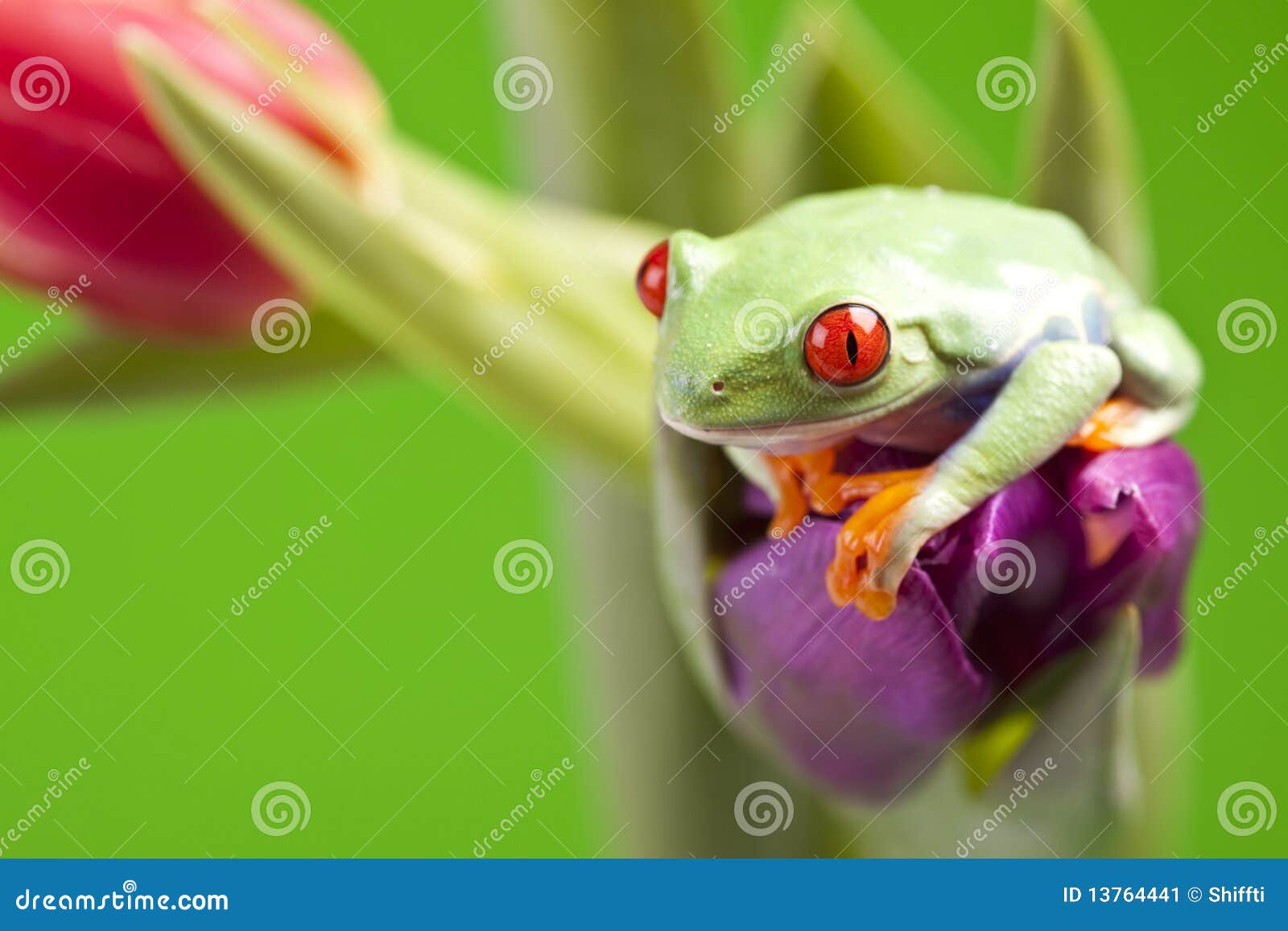 Frog on flower stock image. Image of color, animal, amphibian - 13764441