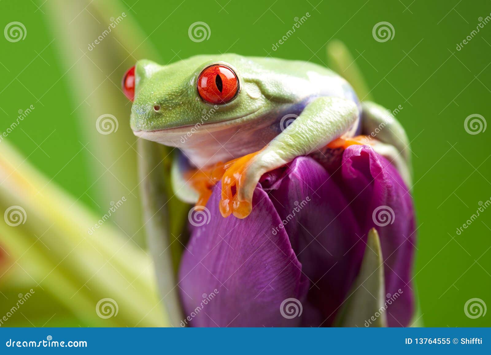 Frog on flower stock image. Image of blue, frog, toad - 13764555