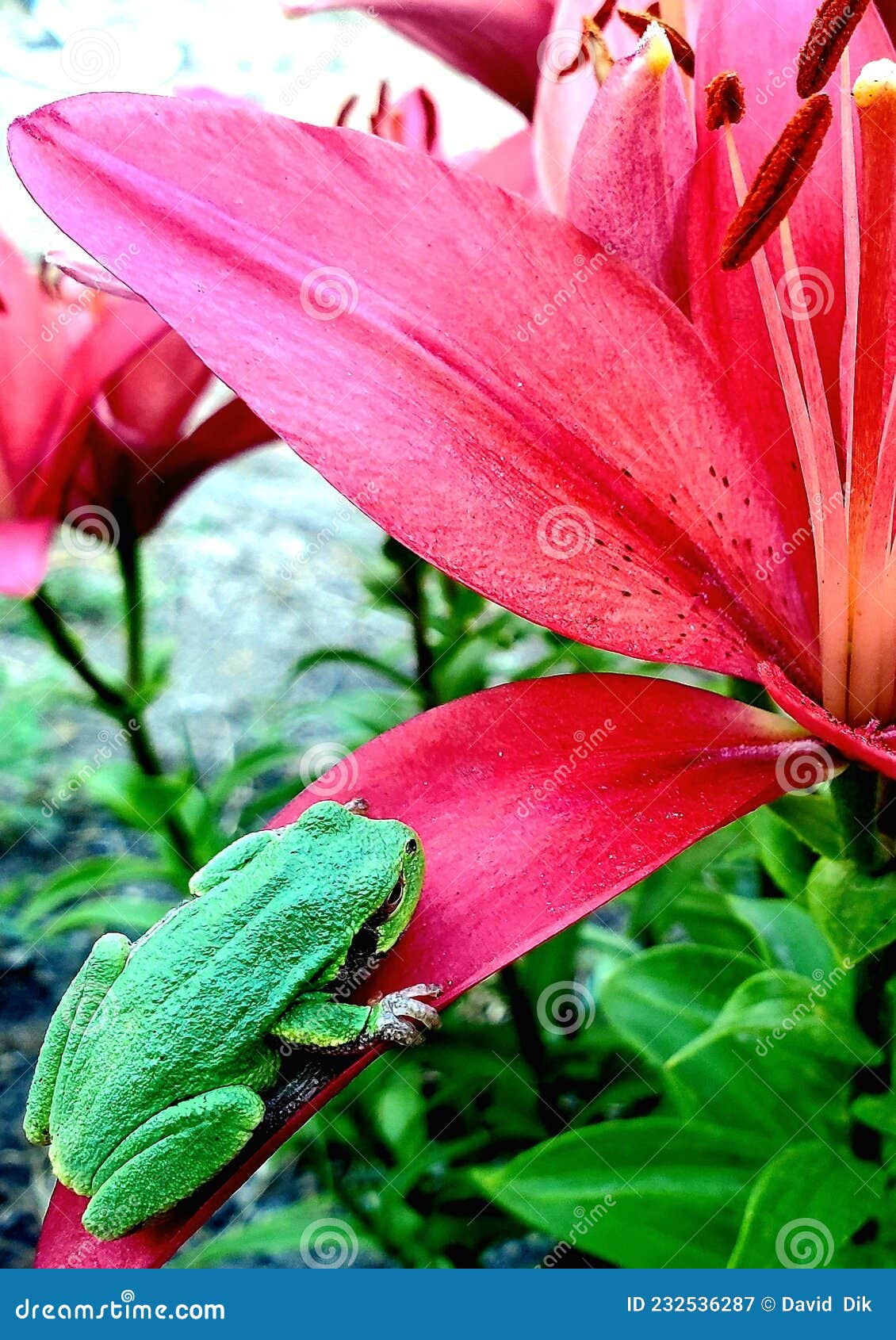 Frog on flower stock image. Image of nature, garden - 232536287