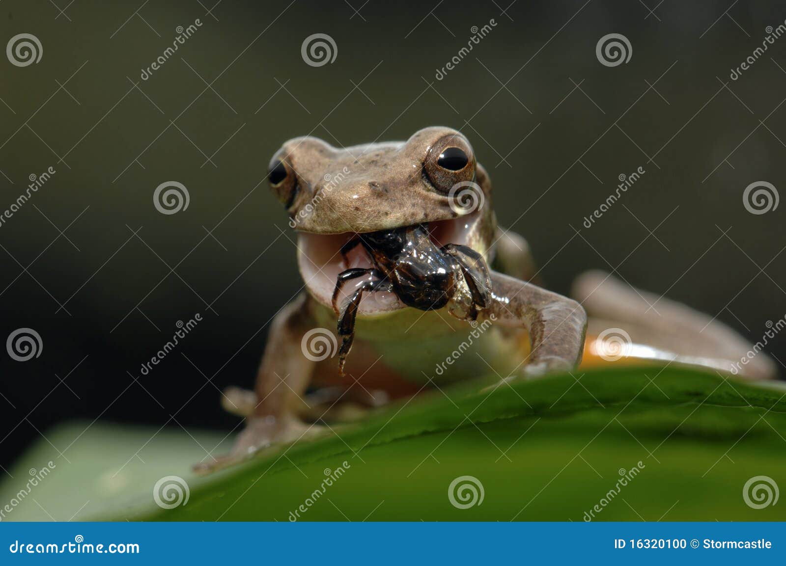 Frog with fly stock photo. Image of orange, peeking, prince - 16320100