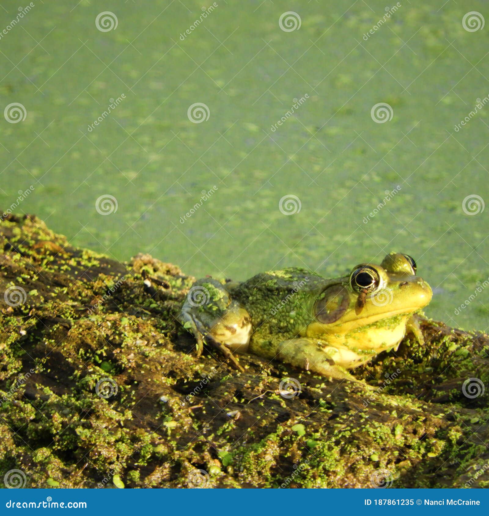 Bullfrog on a Pond Floating Log with Fly on Eye Stock Image - Image of ...