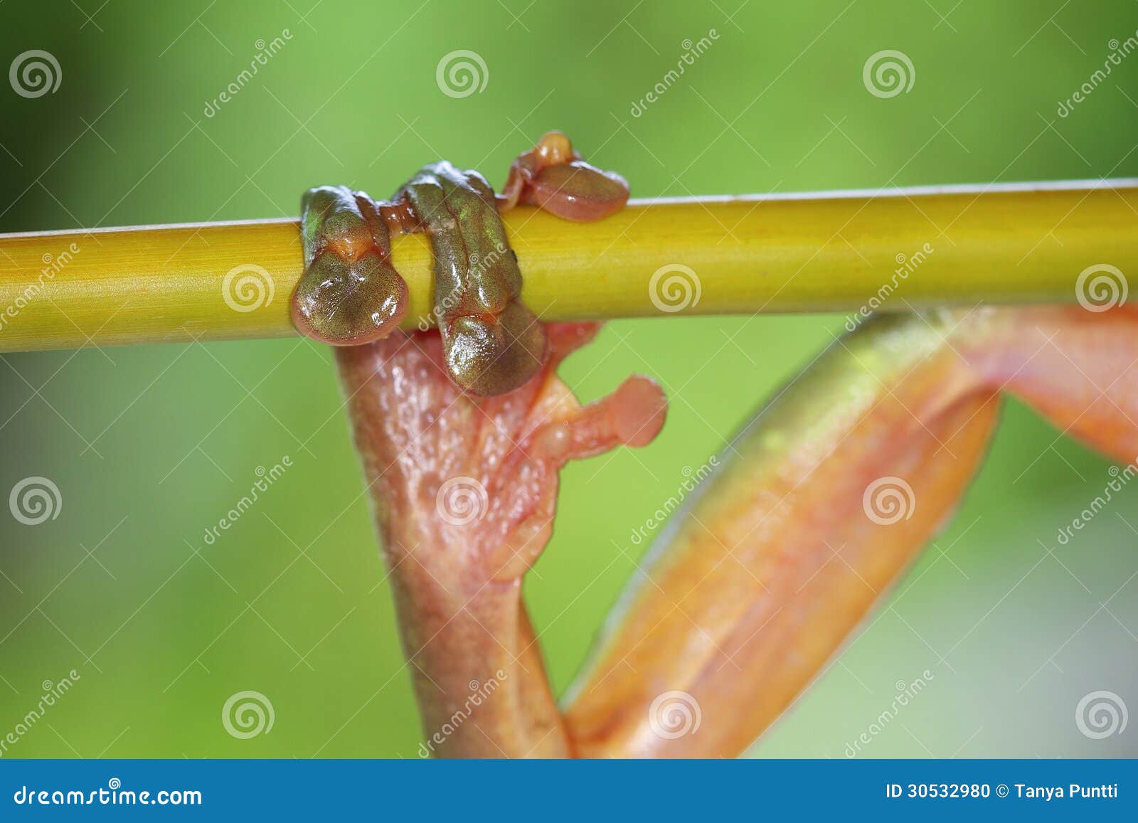 Frog Foot Macro stock photo. Image of conservation, fingers - 30532980