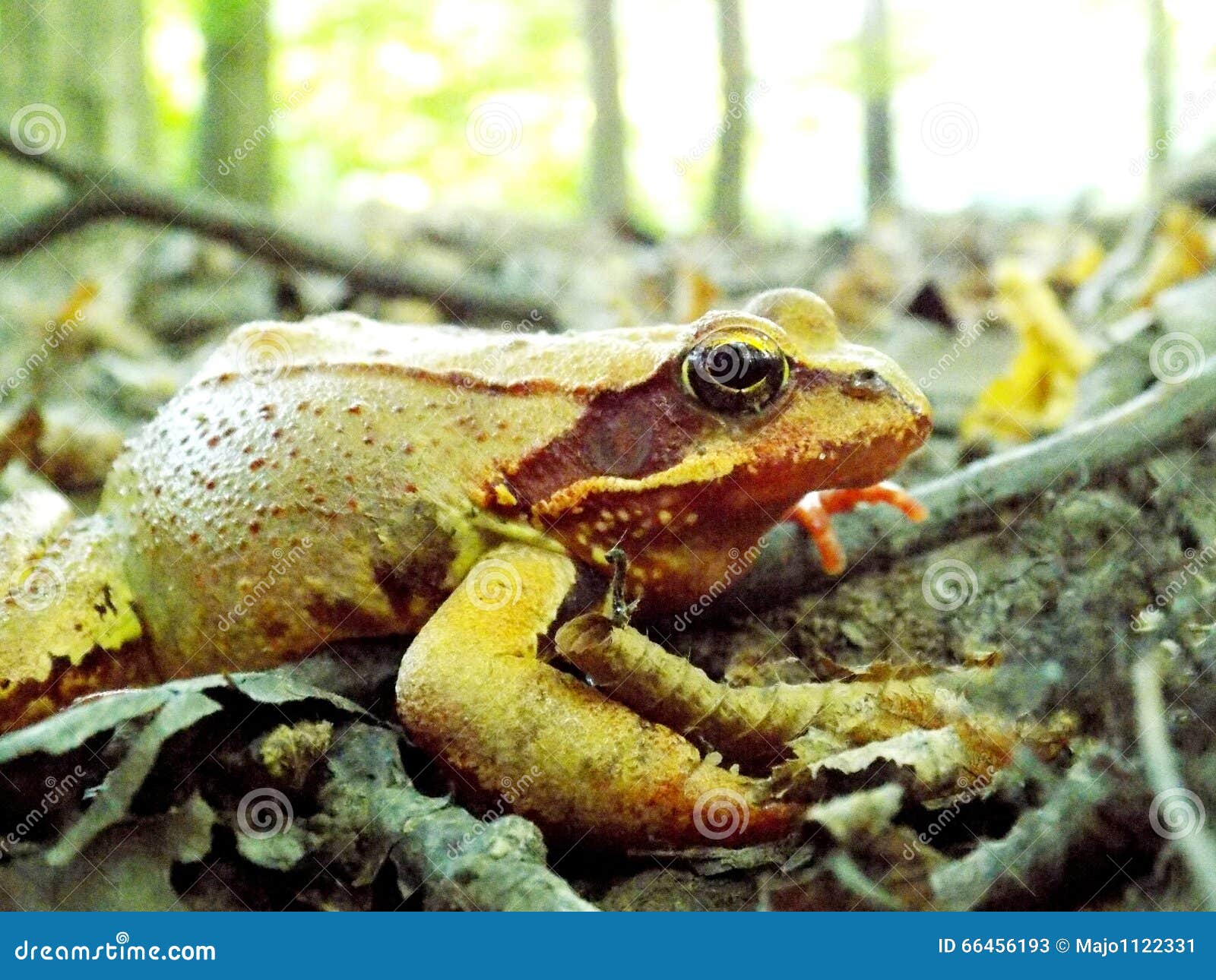 Deciduous Forest Frogs