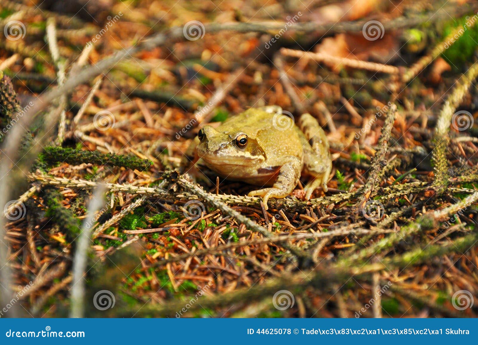 Frog in forest stock photo. Image of curious, endangered - 44625078