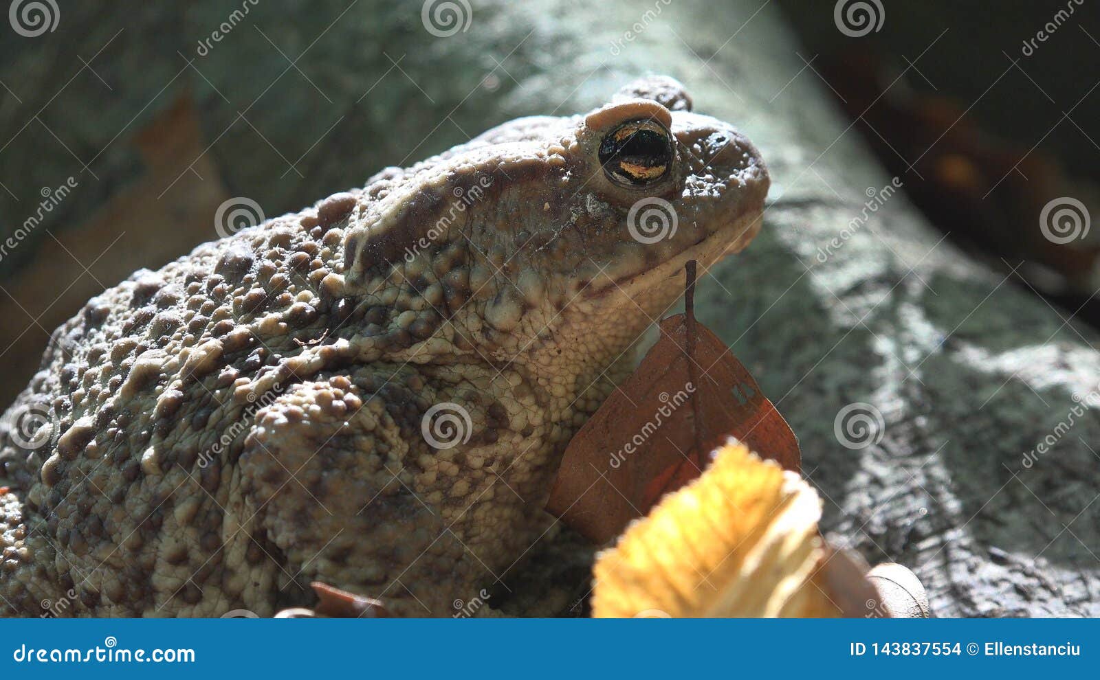 Frog in Forest Closeup, Toad Sunbathing in Leaves, Animals Macro View ...