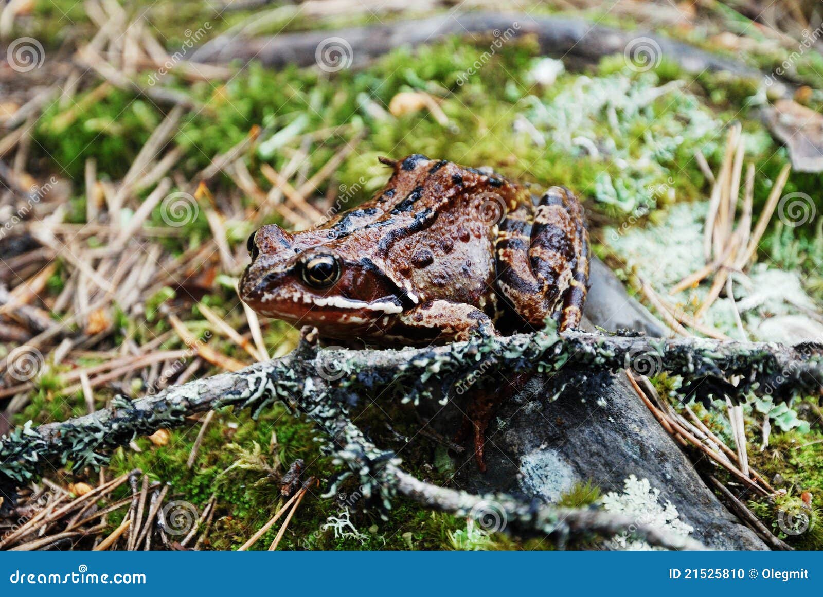Frog on the forest ground. stock photo. Image of blurred - 21525810