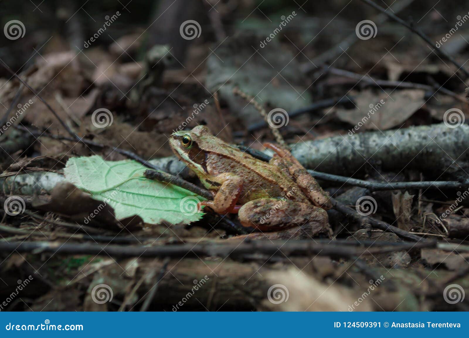Frog in the forest stock image. Image of macro, frog - 124509391