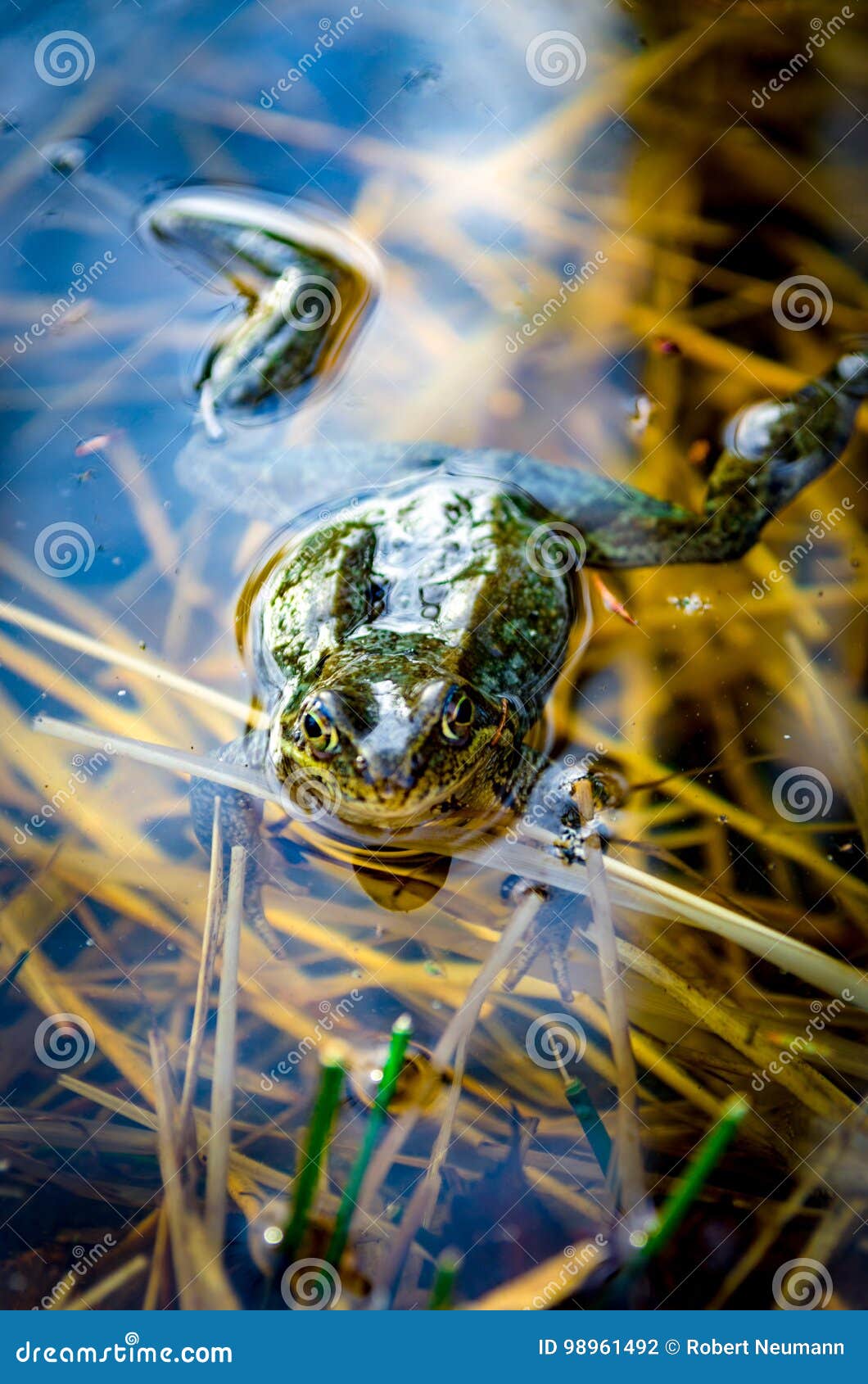 Frog at a forest stock photo. Image of amphibian, beech - 98961492