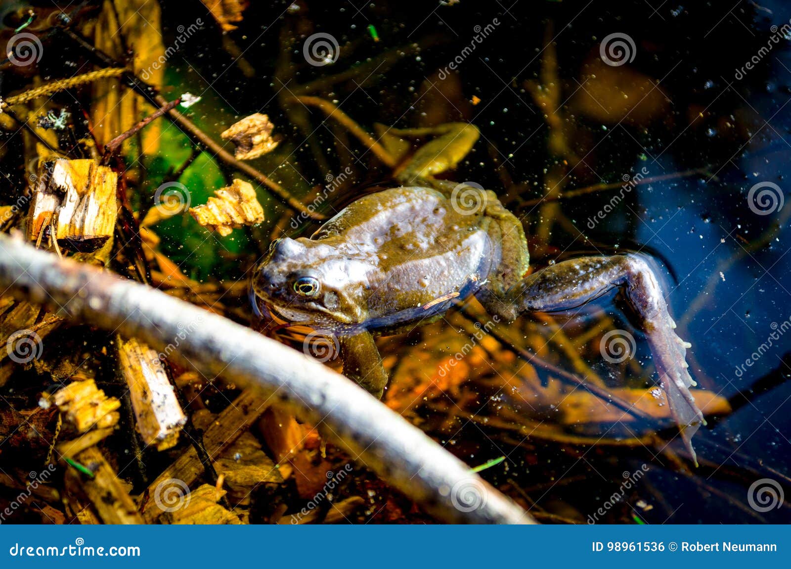 Frog at a forest stock photo. Image of brown, lake, anura - 98961536