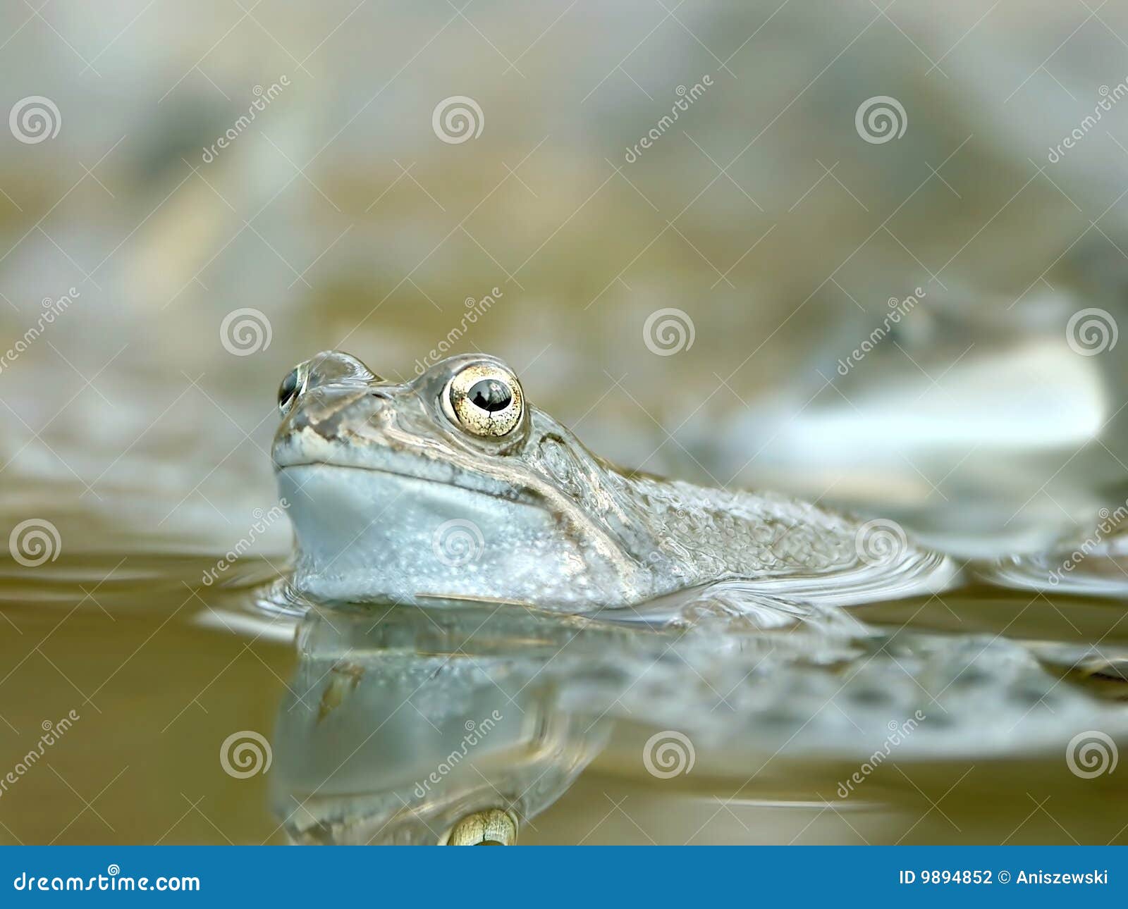 Frog in the Forest Pond in Spring Stock Photo - Image of little ...