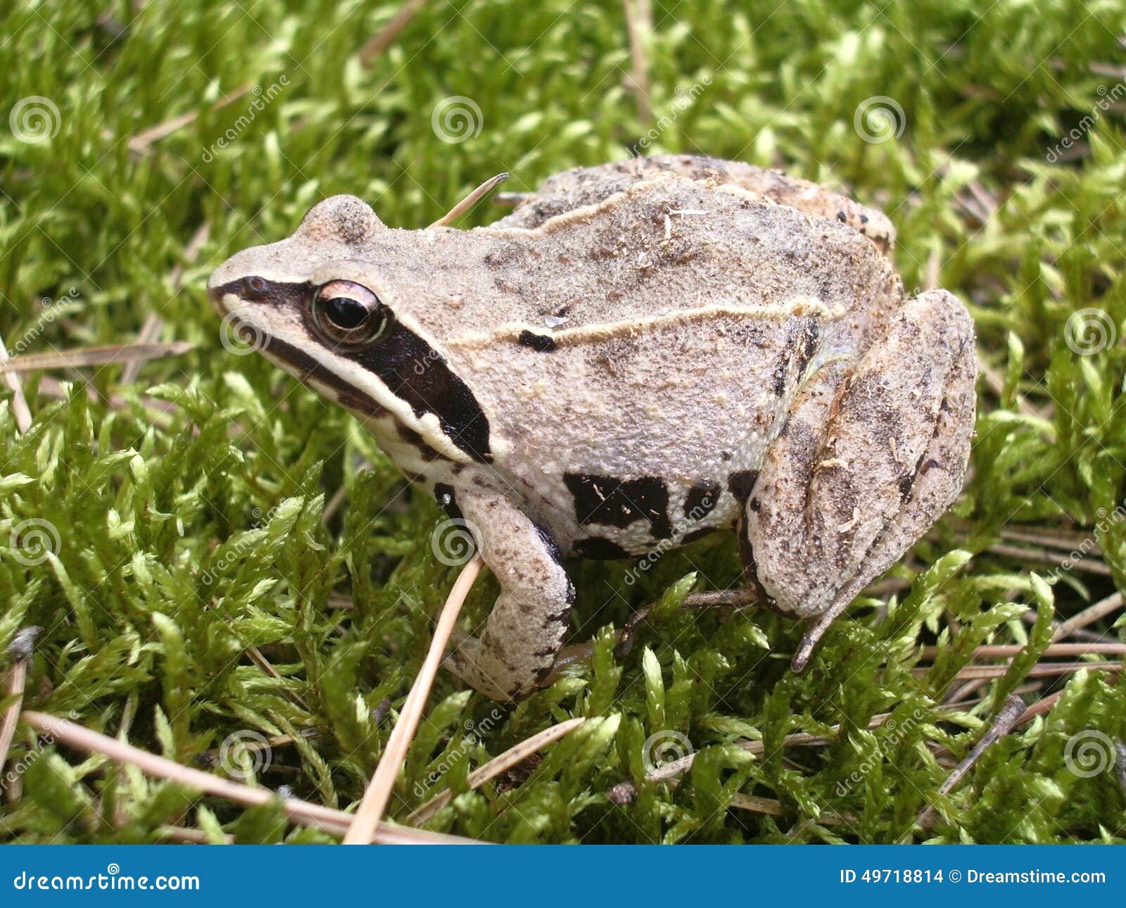 Frog stock photo. Image of frog, amphibians, moss, buglake - 49718814