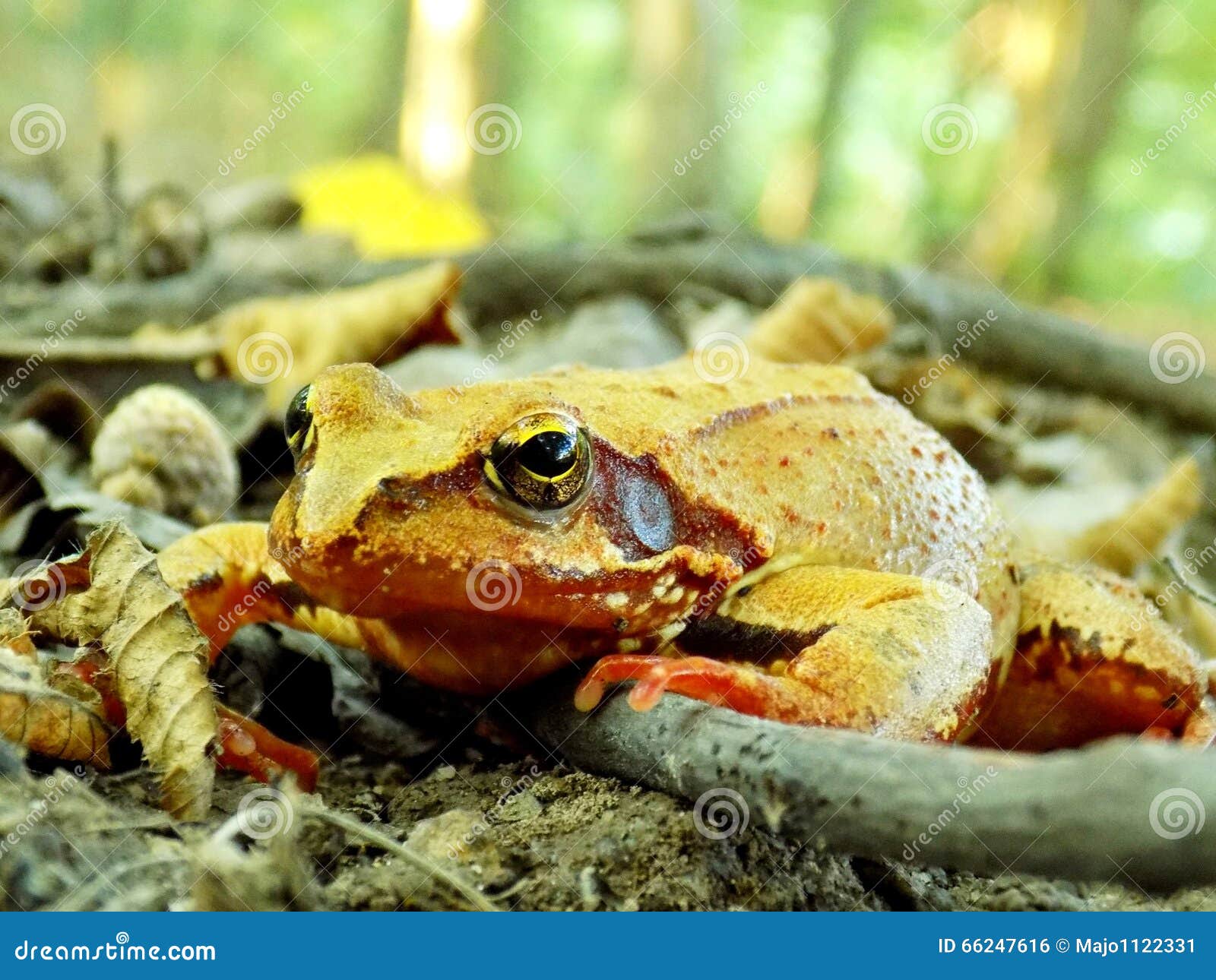 Frog in forest stock photo. Image of twig, nature, soil - 66247616