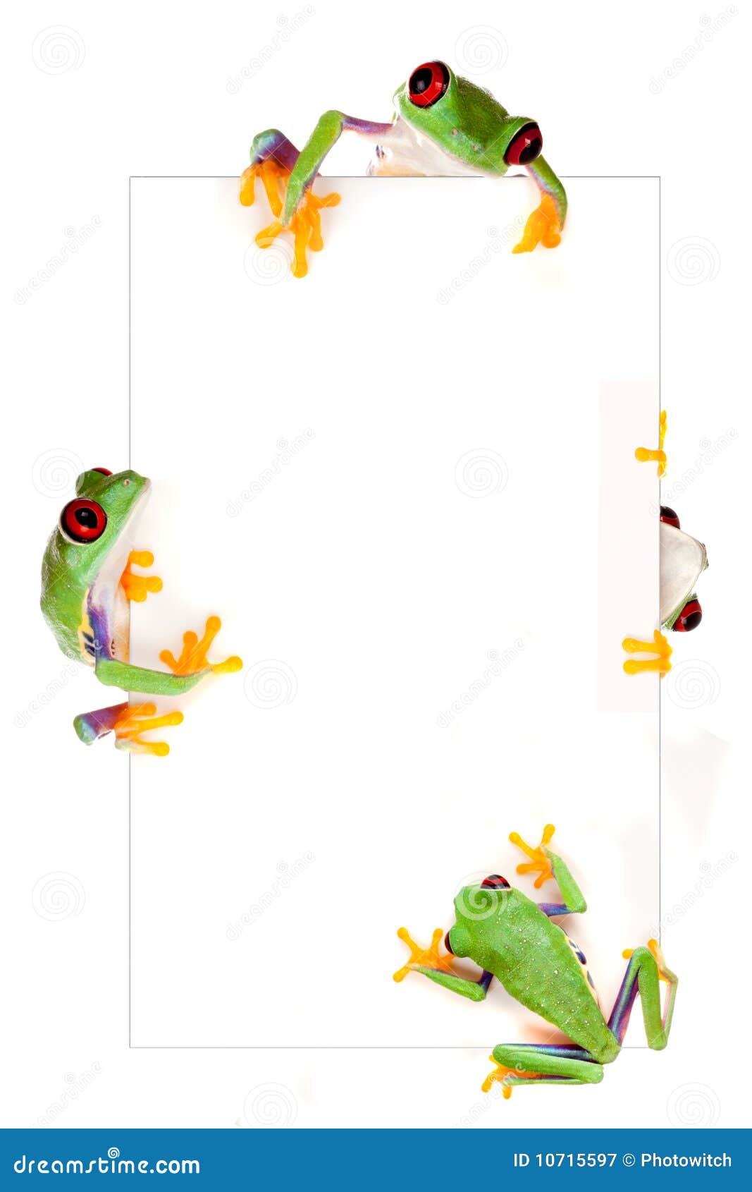 Frog frame stock image. Image of closeup, agalychnis - 10715597