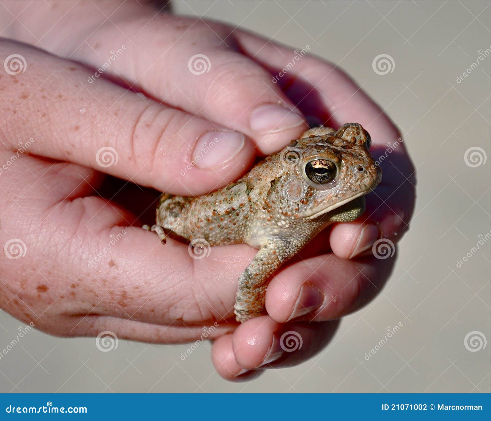 Frog and freckles stock photo. Image of green, nature - 21071002