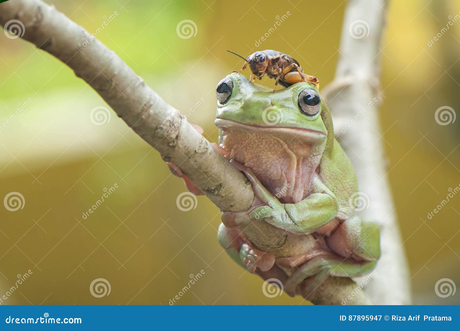 Frog and friend stock image. Image of funny, animal, friend - 87895947