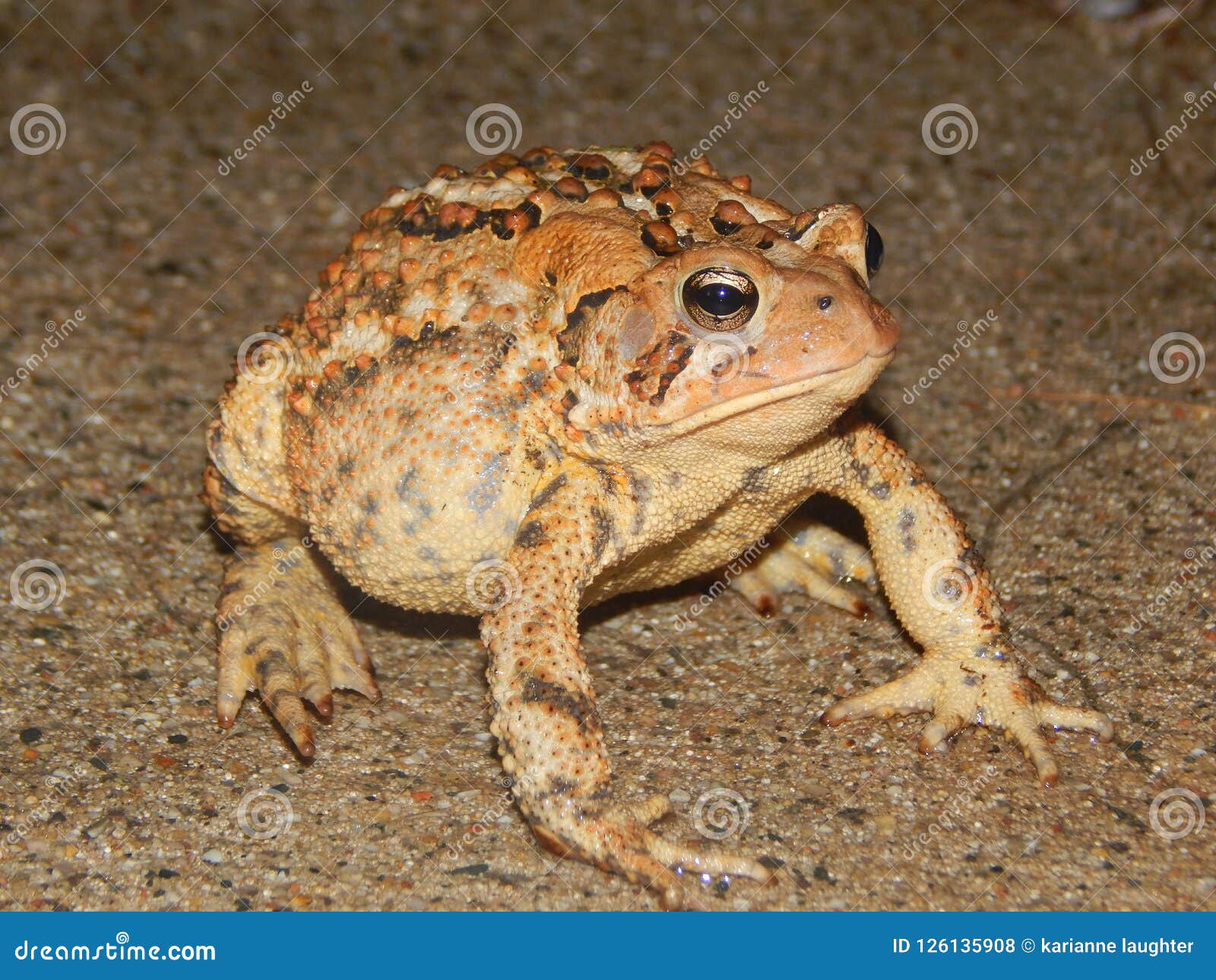 Frog stock photo. Image of raining, crouching, brown - 126135908