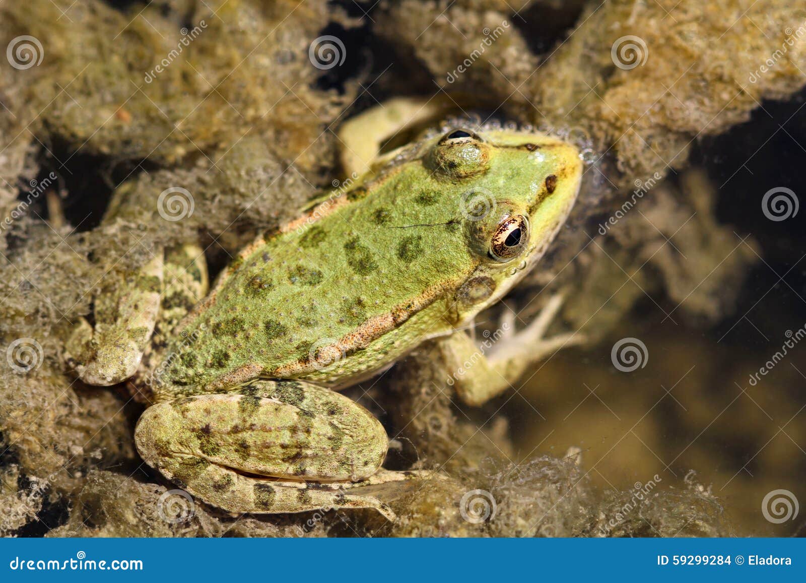 Frog at a Frog Farm stock photo. Image of amphibian, bullfrog - 59299284