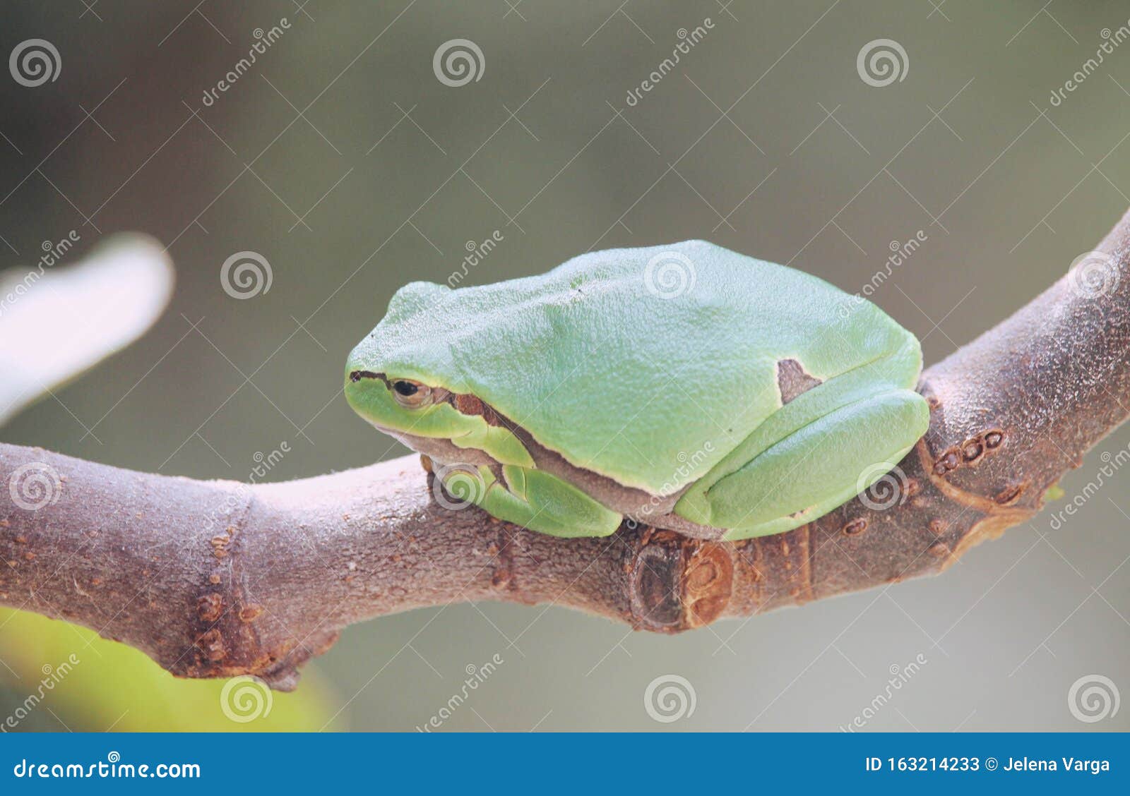 Frog stock image. Image of branch, forest, leaf, green - 163214233