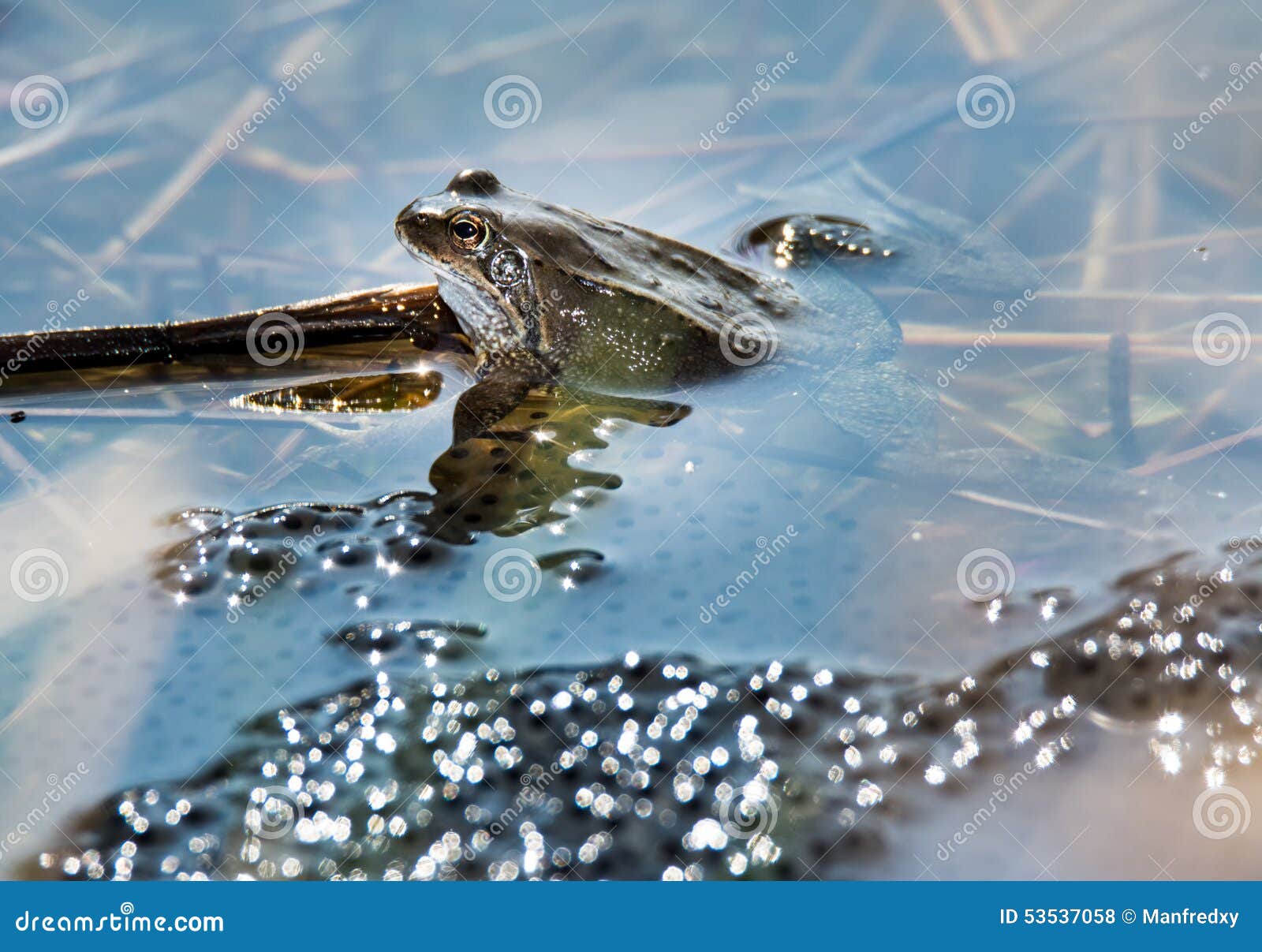 Frog and Frog Spawn stock photo. Image of pond, amphibian - 53537058