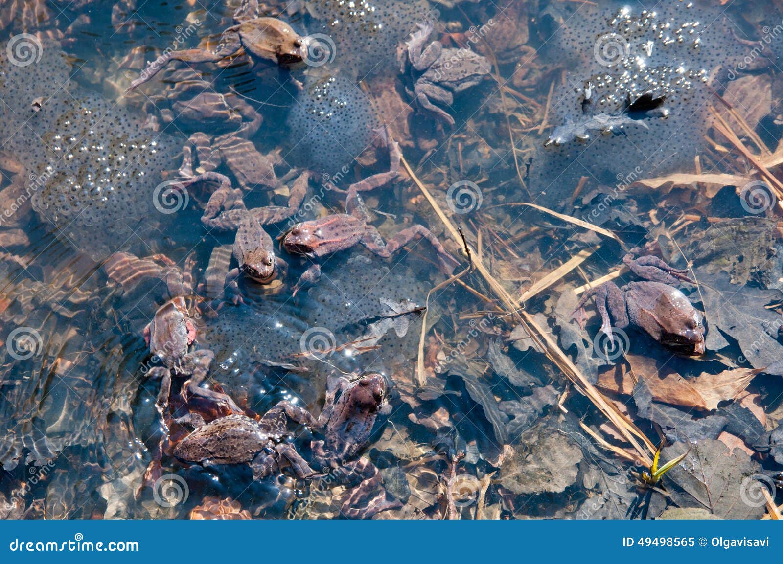 Frog and Frog Spawn in the Spring Pool Stock Image - Image of tailless ...