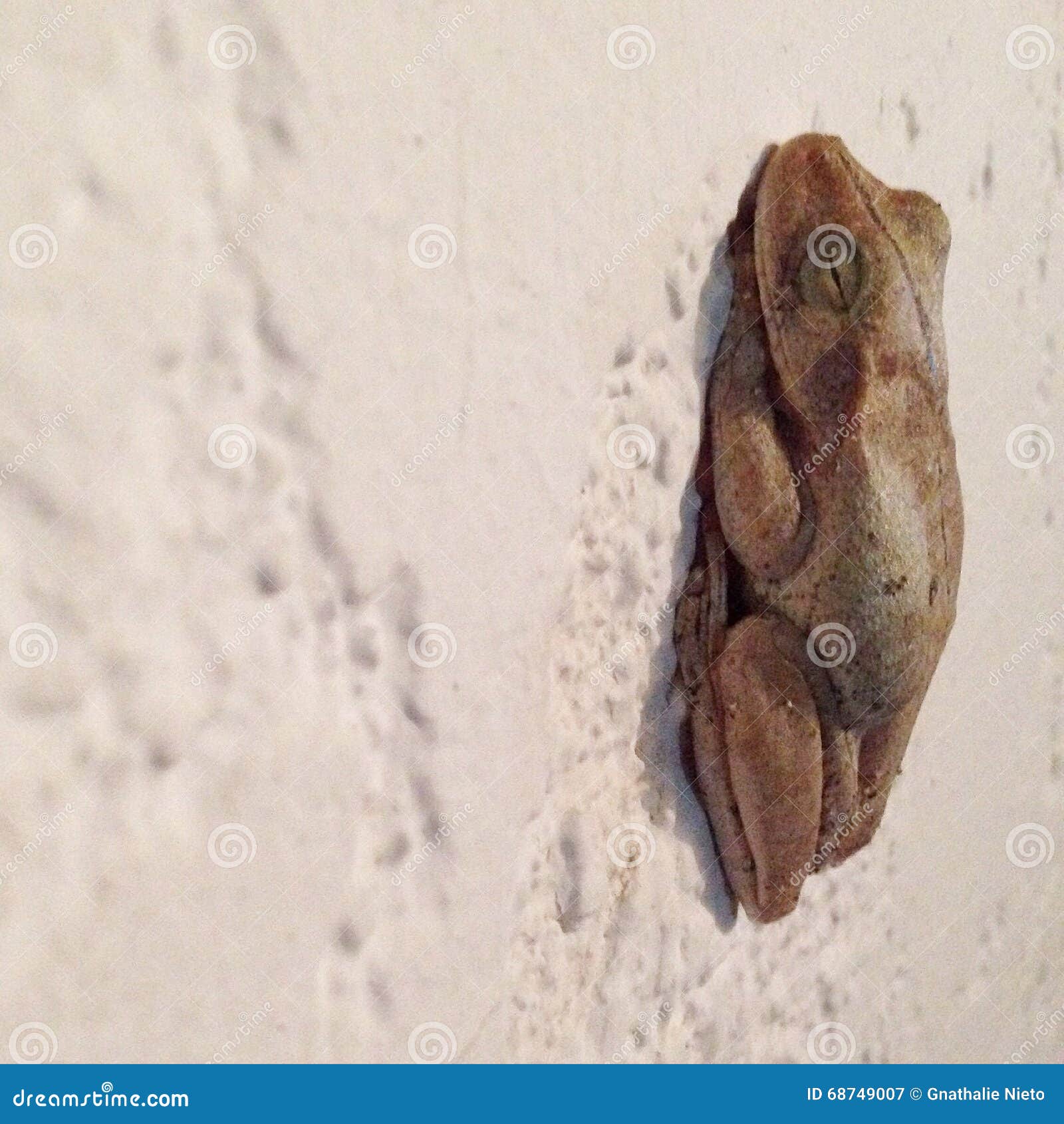 Frog stock image. Image of wall, sleep, froggy, reptile - 68749007