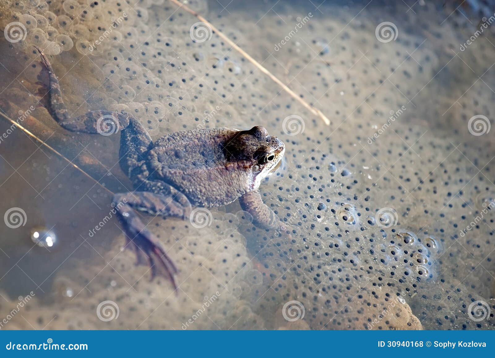 Frog with frogspawn stock photo. Image of swamp, frog - 30940168