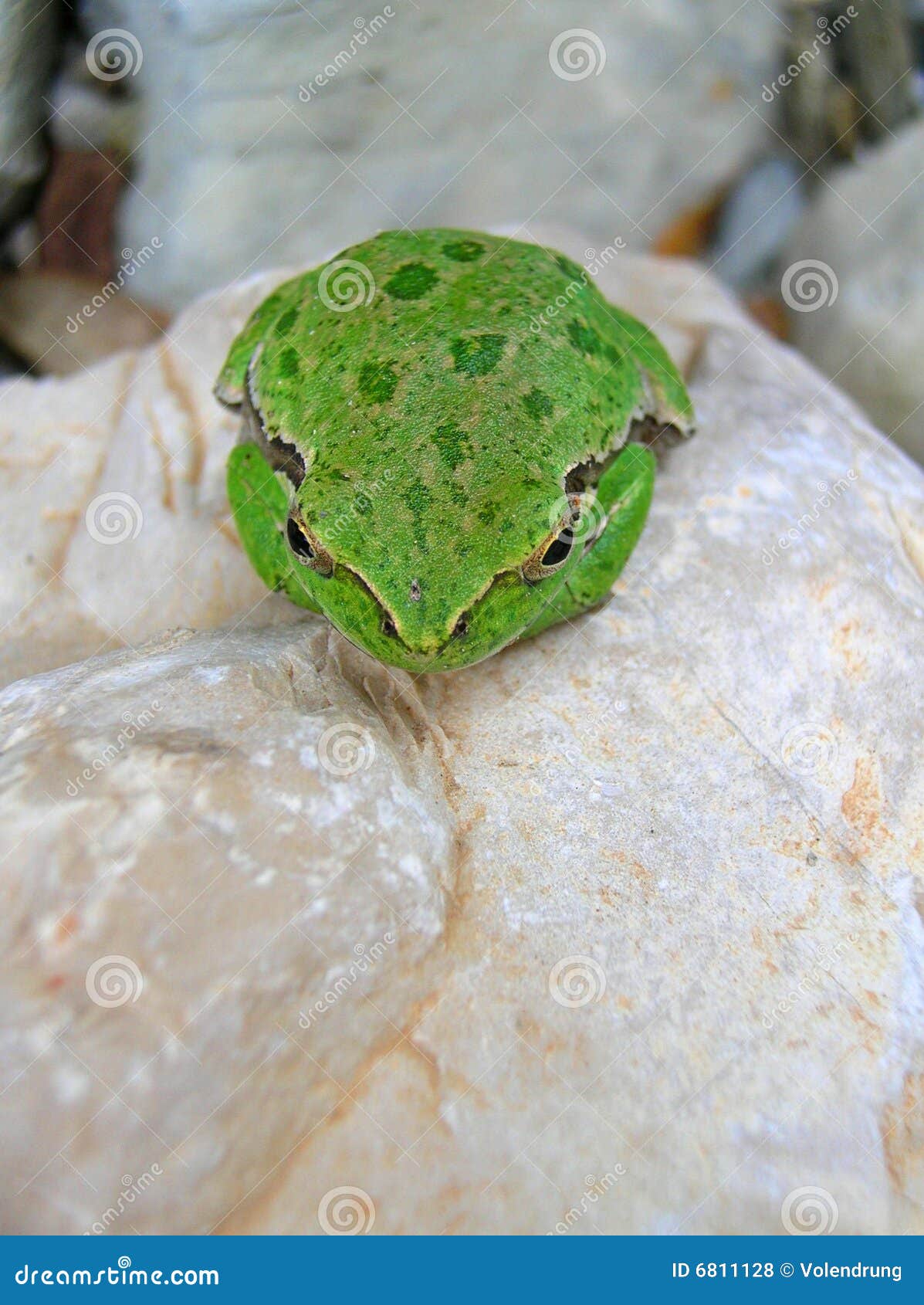 Frog front stock photo. Image of green, perched, toad - 6811128