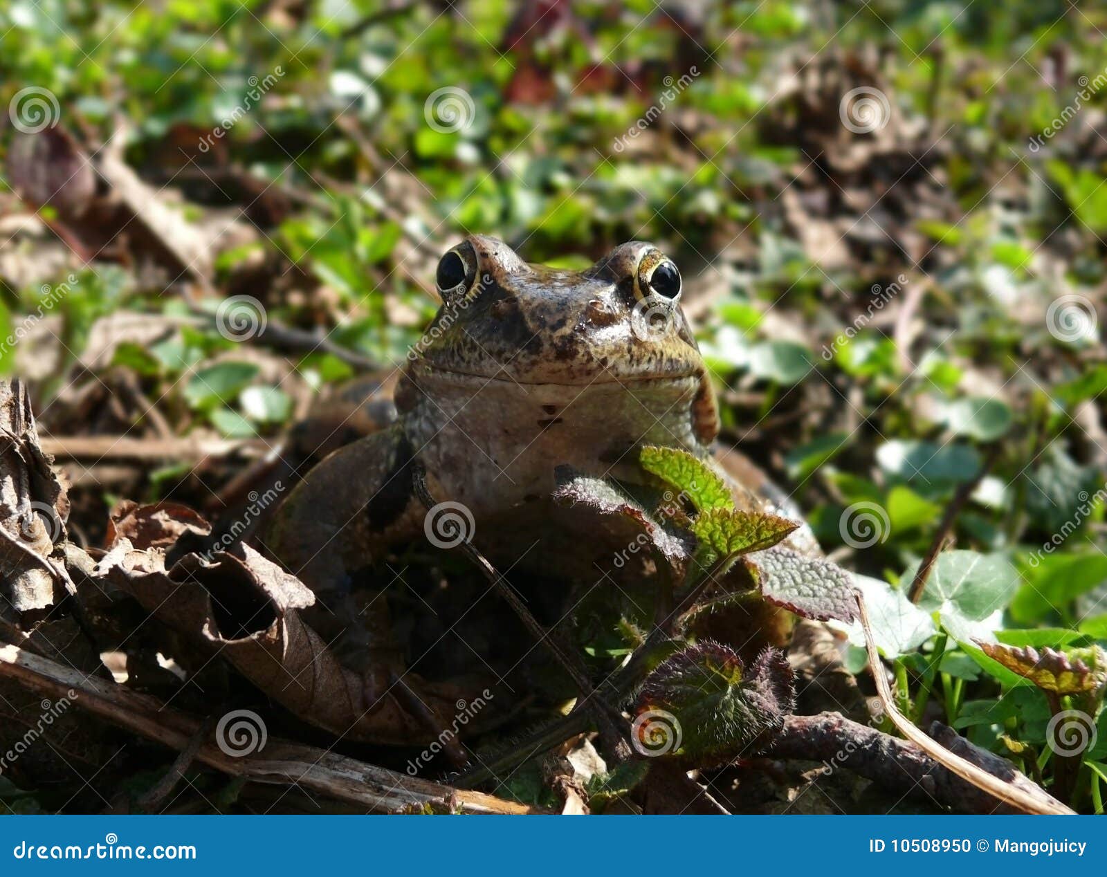 Frog in Front of the Camera Stock Photo - Image of environment, arvalis ...