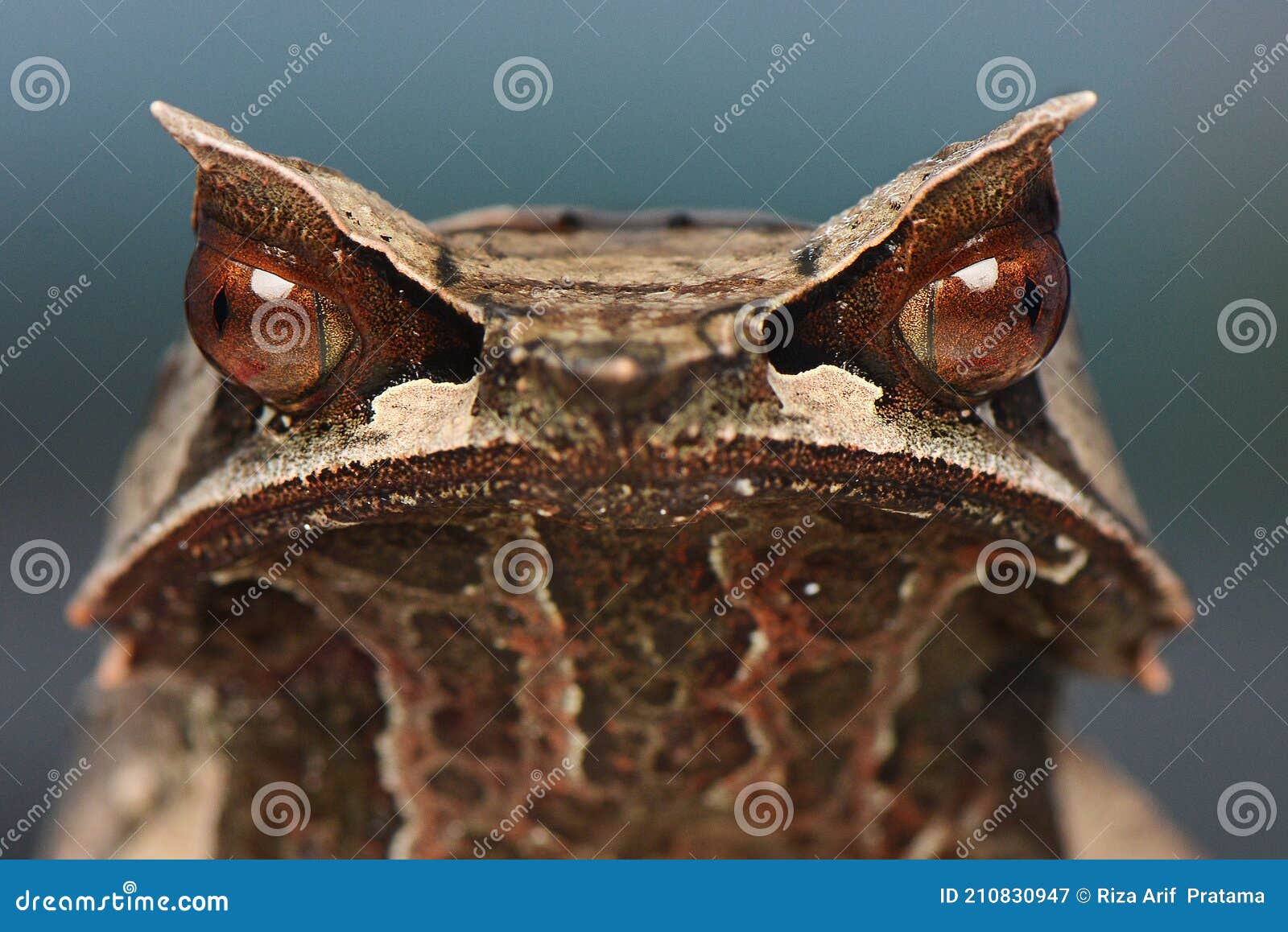 Horn frog Face Close up stock image. Image of close - 210830947