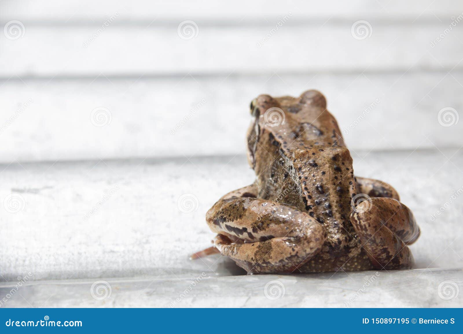 The Frog is Sitting. Toad on a Light Background, Rear View Stock Image ...