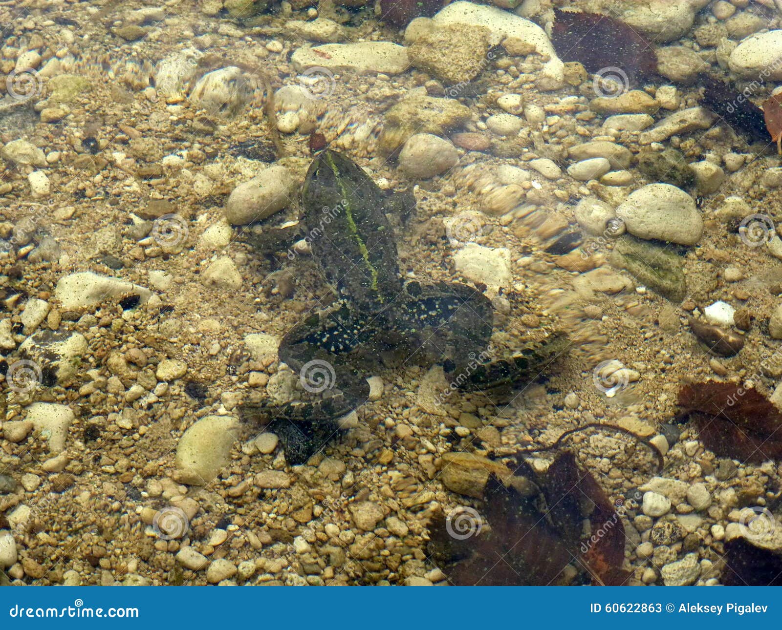 Frog, frozen at the bottom stock image. Image of sand - 60622863