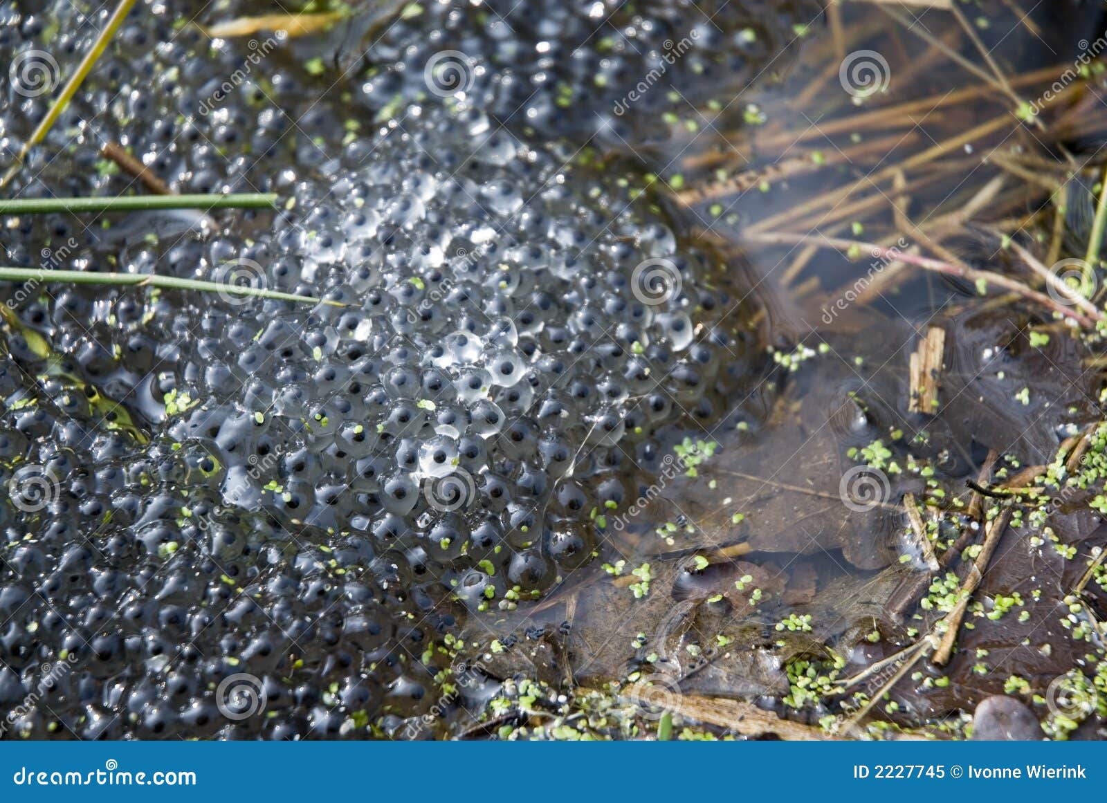Frog fry stock image. Image of pelophylax, swim, rana - 2227745