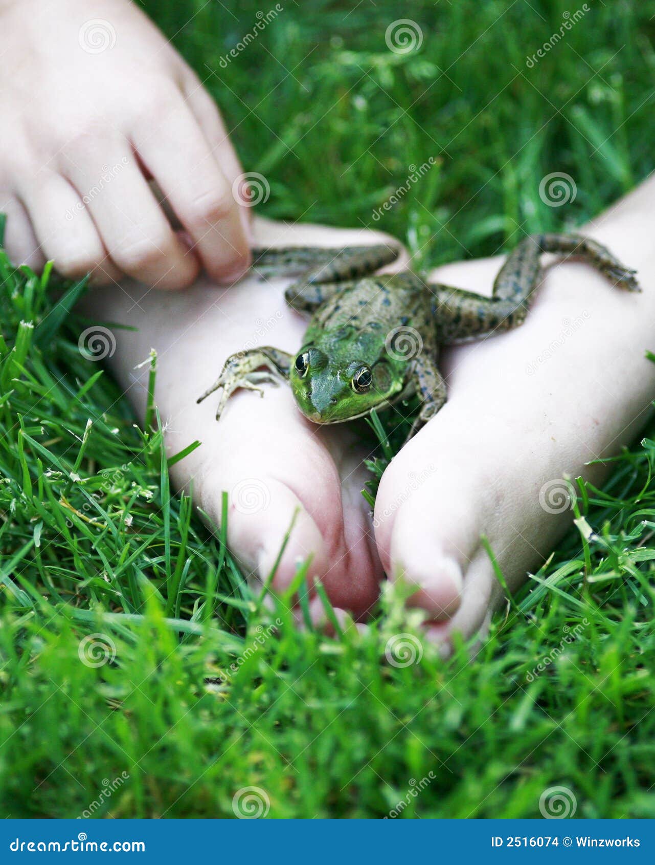 Frog fun stock photo. Image of explore, barefoot, comical - 2516074