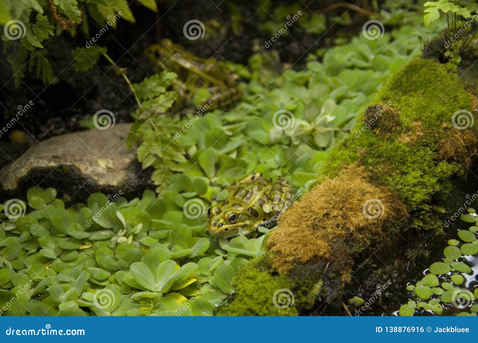 Frog in garden pond stock photo. Image of nature, nice - 138876916