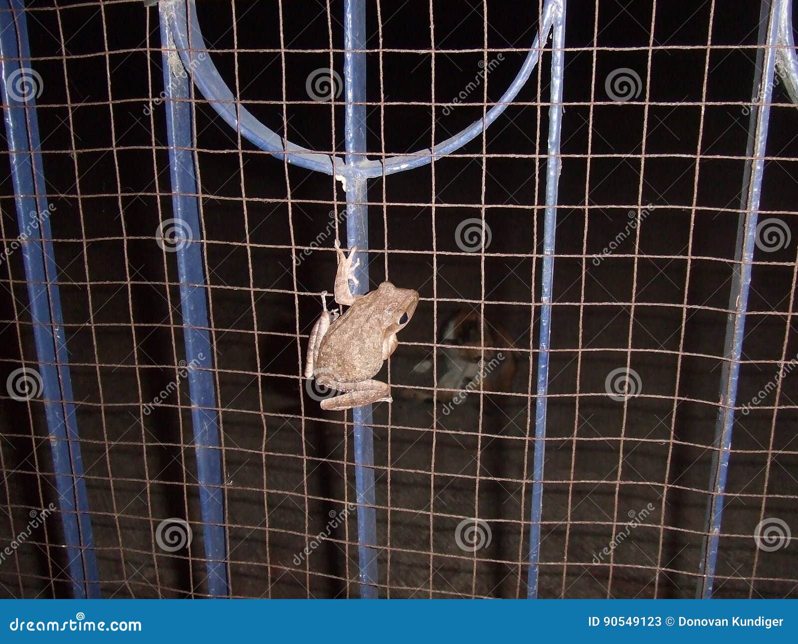 Frog on a gate stock image. Image of looking, mesh, watchful - 90549123