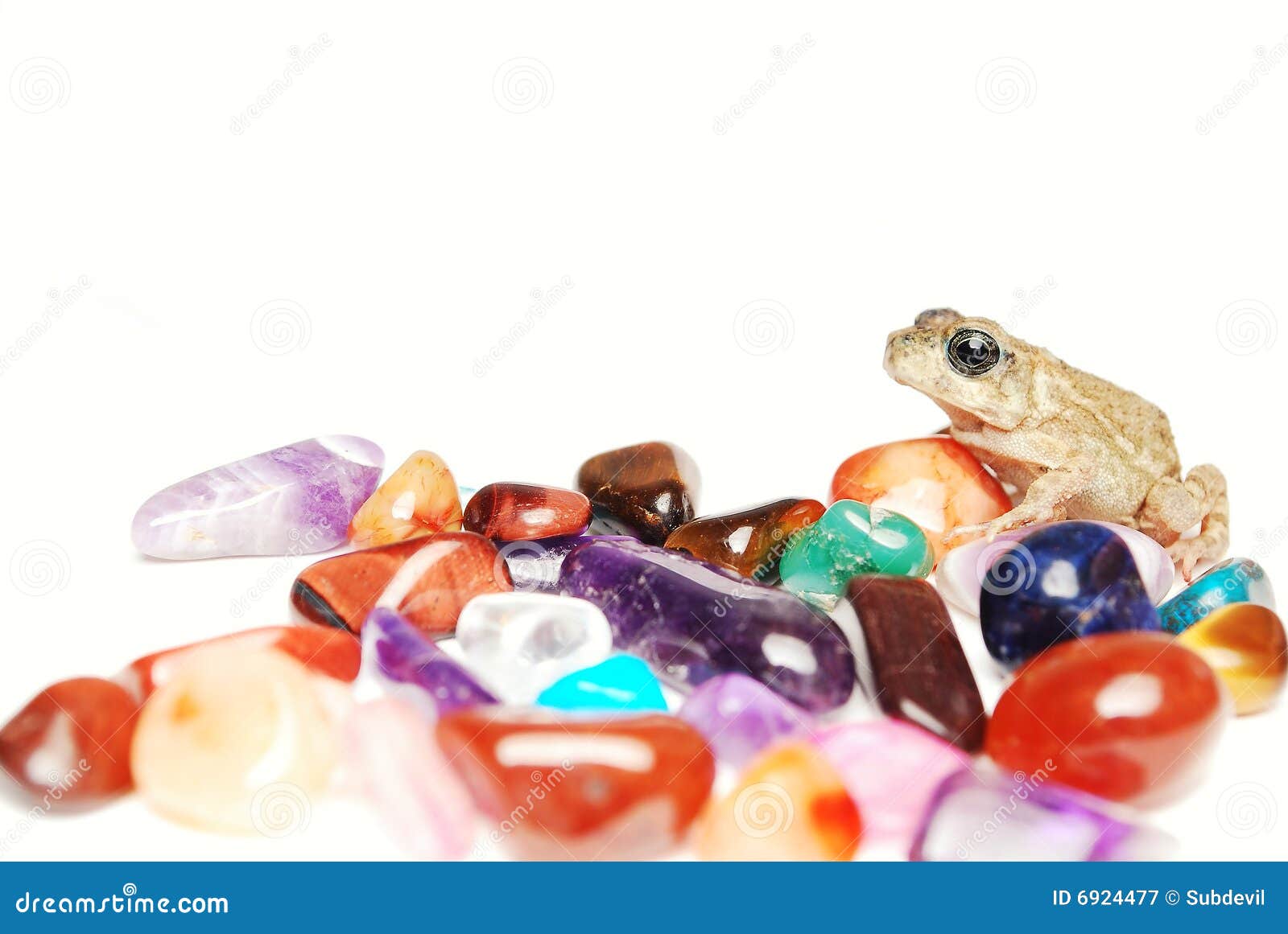 Frog with gems stock image. Image of gems, closeup, earth - 6924477